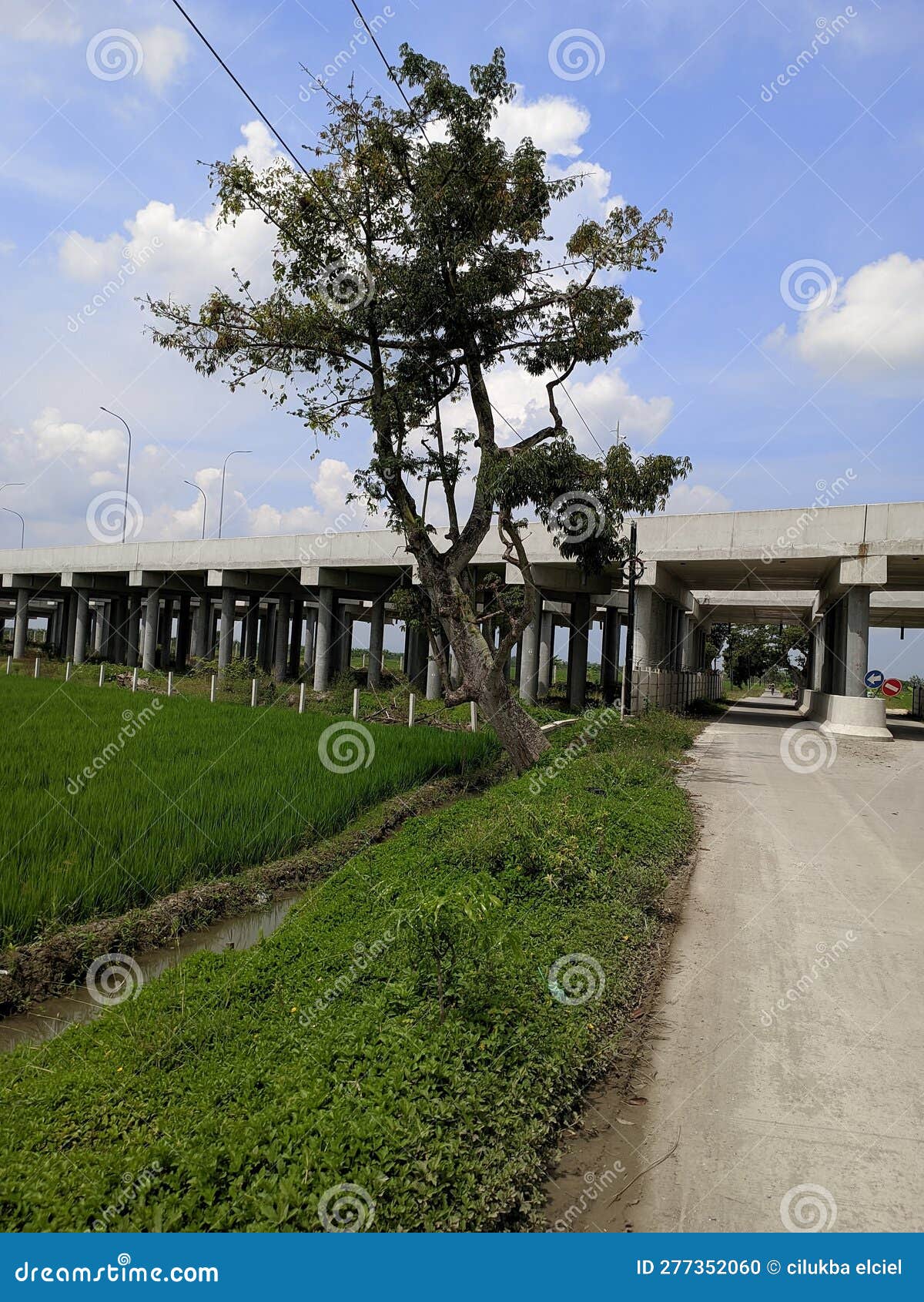 Kapok Tree that Grows beside the Toll Road Stock Photo - Image of tree ...