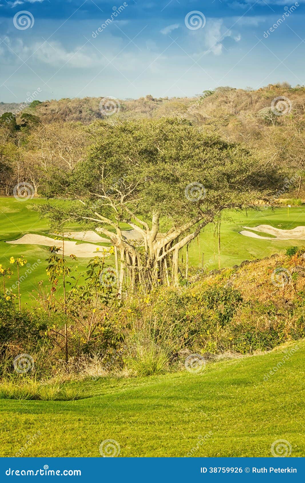 Kapok Tree stock photo. Image of rica, forest, landscape - 38759926