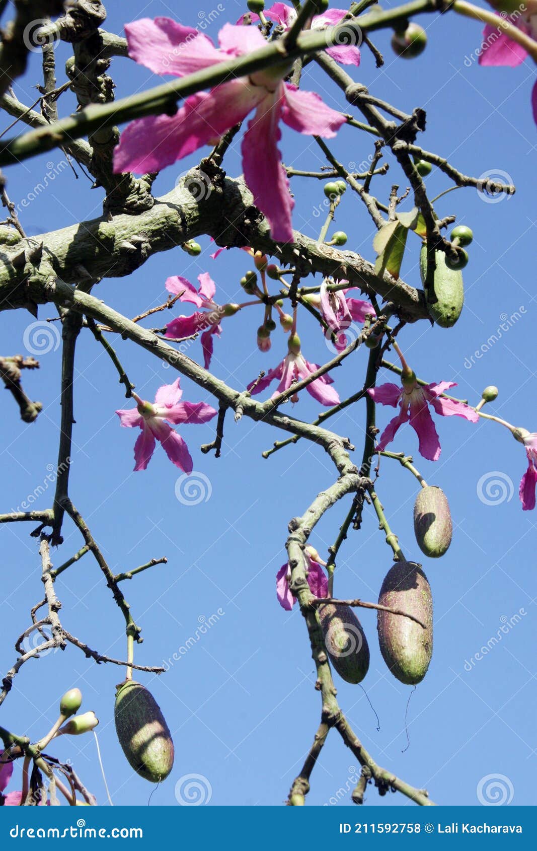 Ceiba pentandra stock photo. Image of ceiba, bloom, pentandra - 211592758