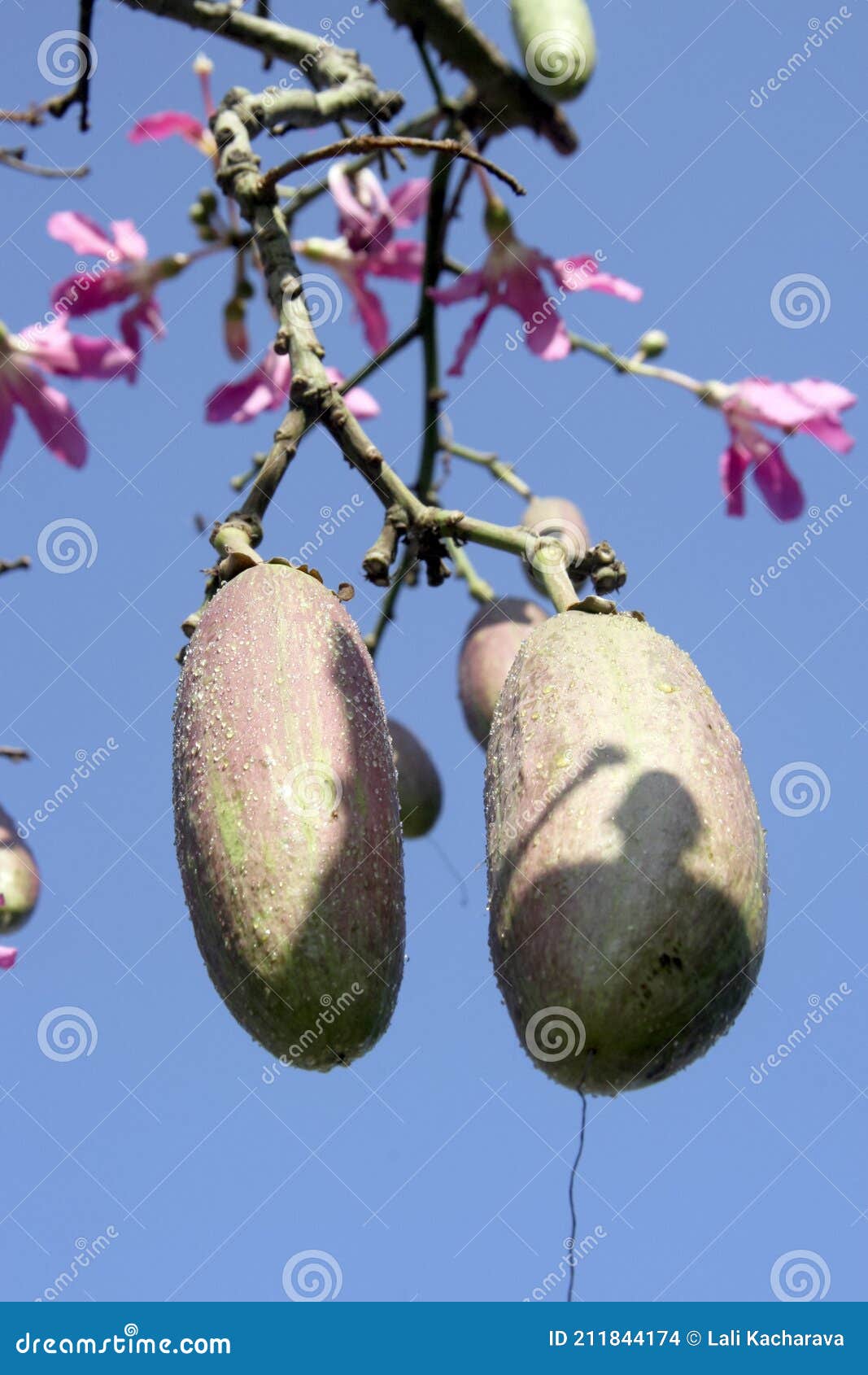 Ceiba pentandra stock photo. Image of petals, fruits - 211844174