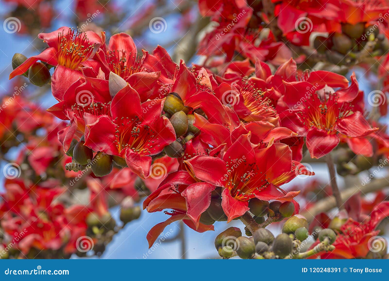 Kapok Tree Or Bombax Ceiba Stock Photo | CartoonDealer.com #29962488