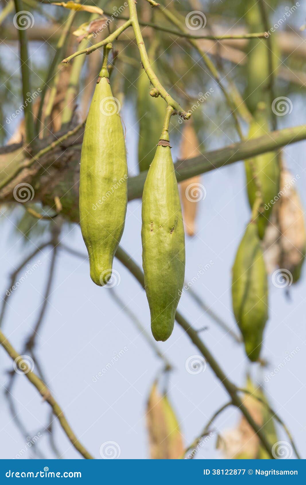 Kapok on tree. stock image. Image of countryside, fruit - 38122877