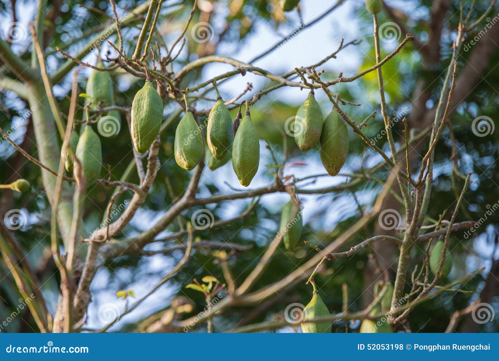 Kapok tree stock photo. Image of floss, nature, herb - 52053198