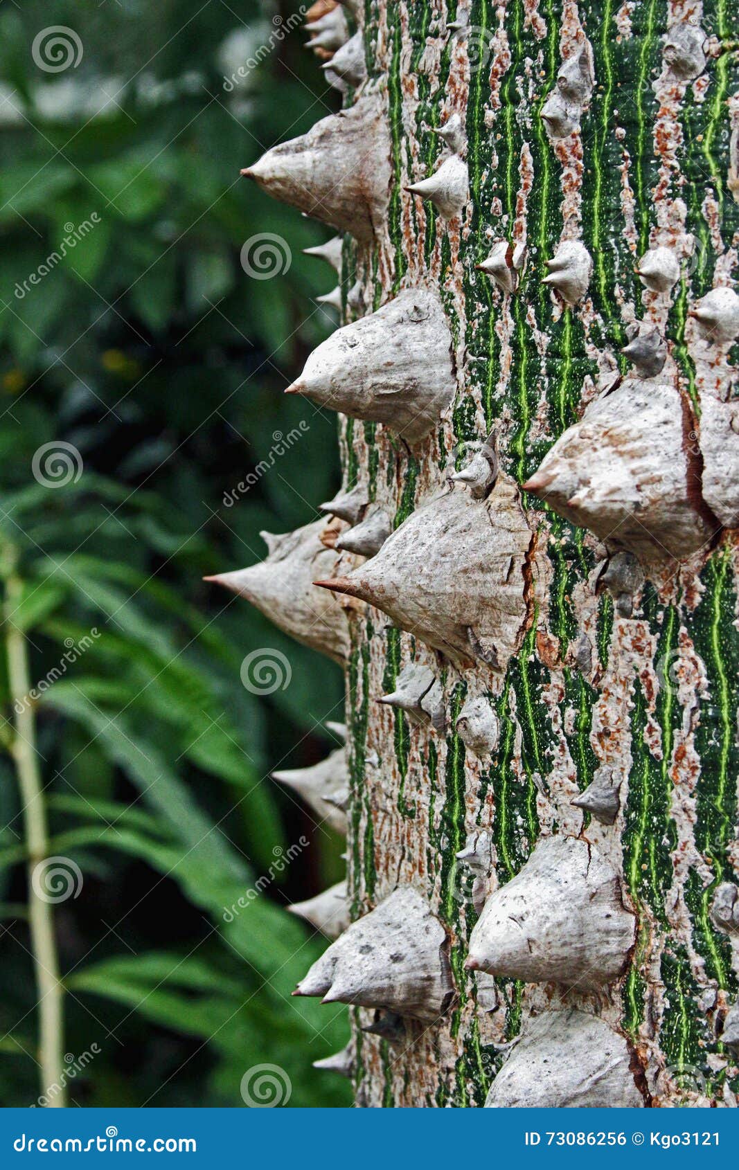 Kapok tree trunk stock photo. Image of spur, thorny, tree - 73086256