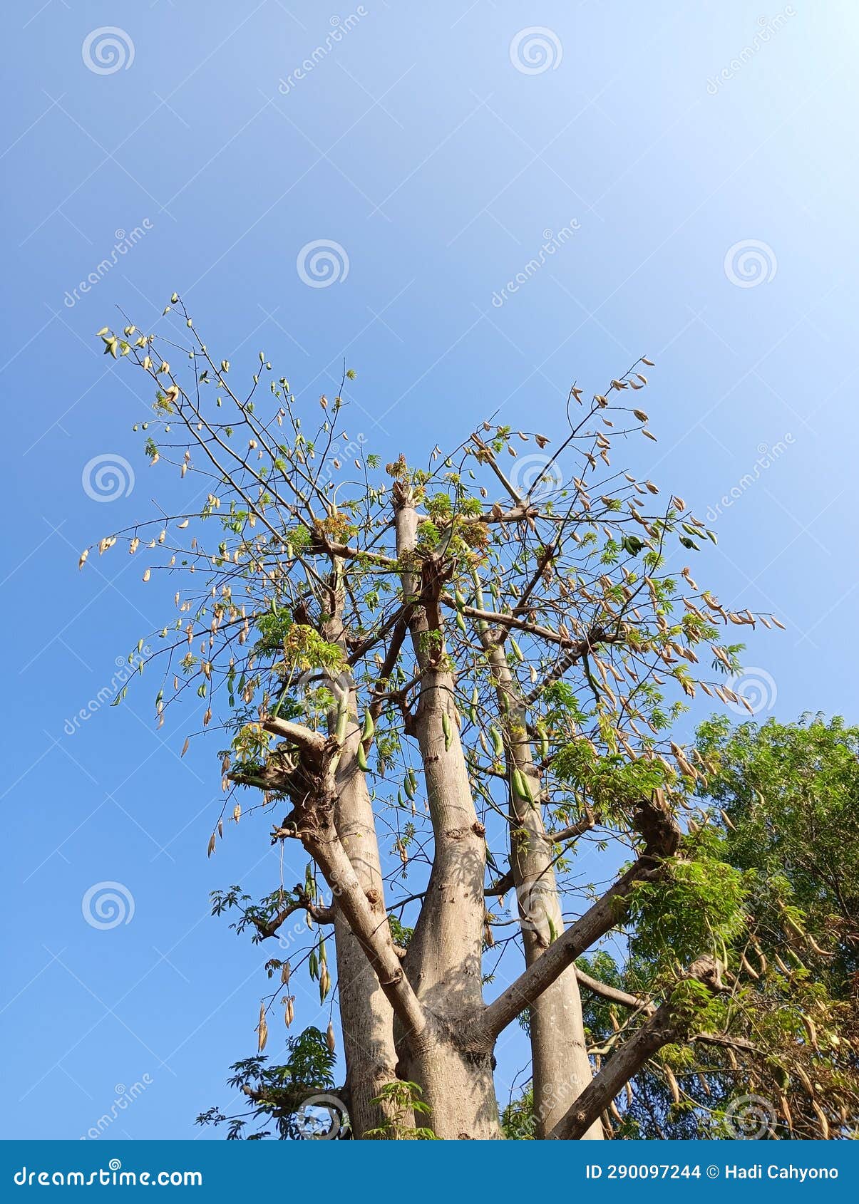 Kapok Trees Towering into the Blue Sky Stock Photo - Image of towering ...