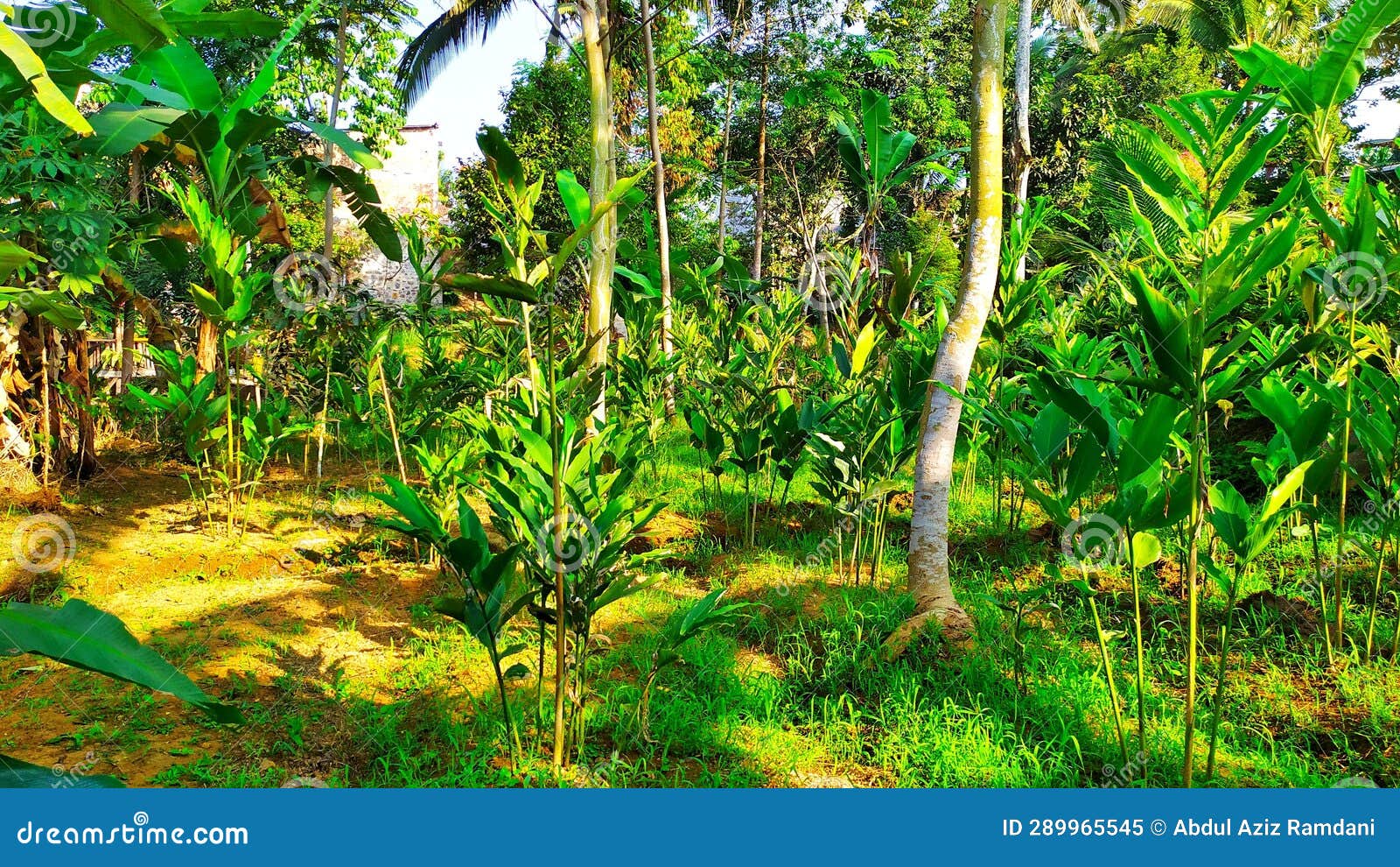 Kapol plants stock image. Image of plants, tree, grow - 289965545