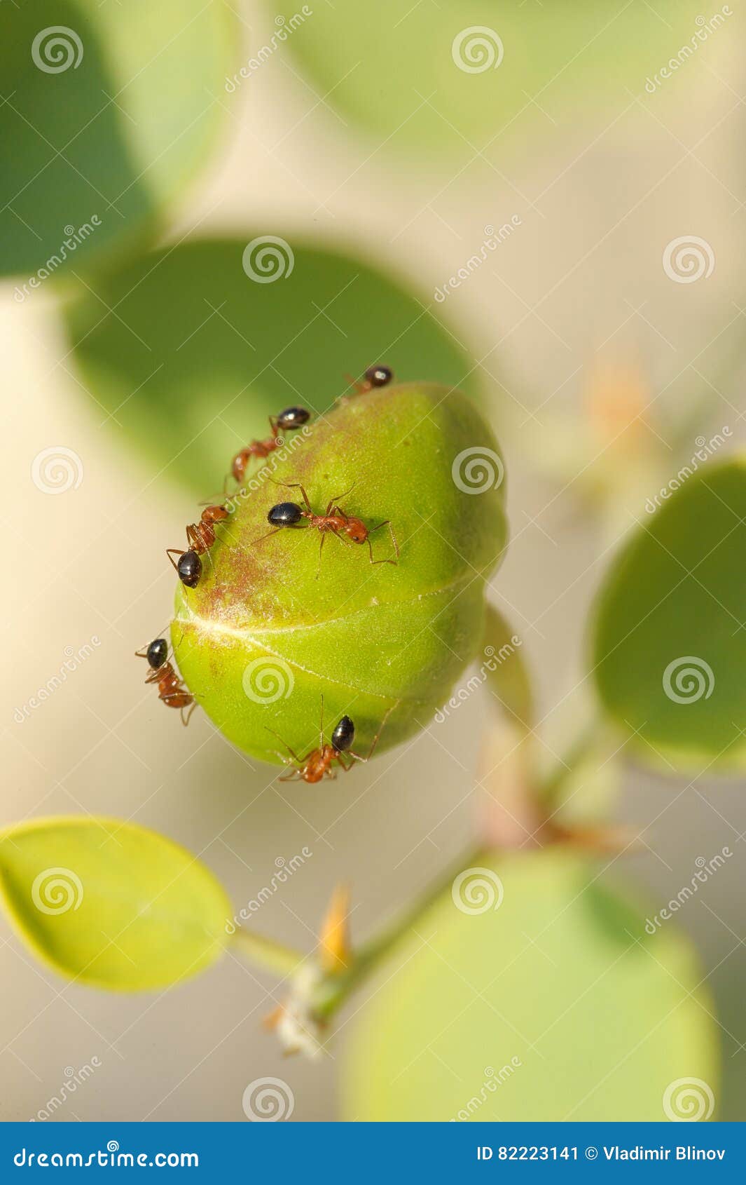 Kappertjes stock afbeelding. Image of installatie, kappertjes - 82223141