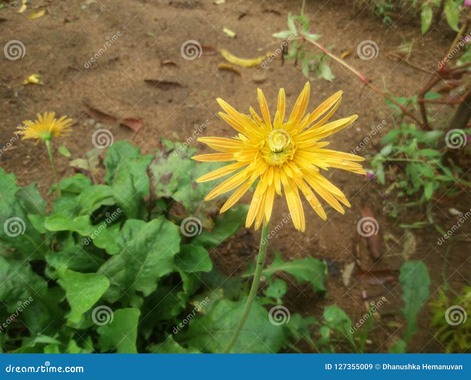 Kapuru flower stock image. Image of srilanka, beautiful - 127355009
