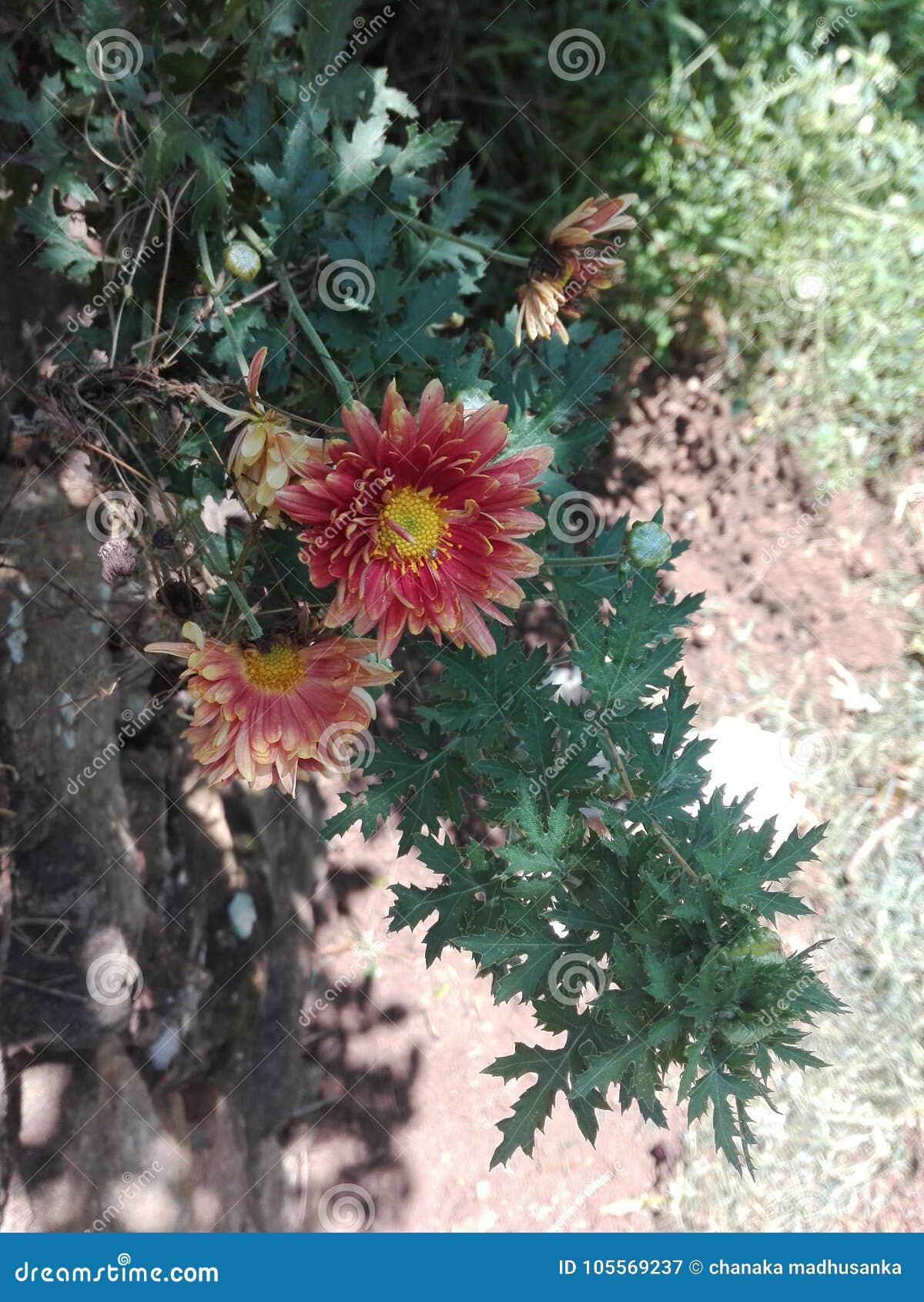 Kapuru stock image. Image of asia, lanka, flowers, kapuru - 105569237
