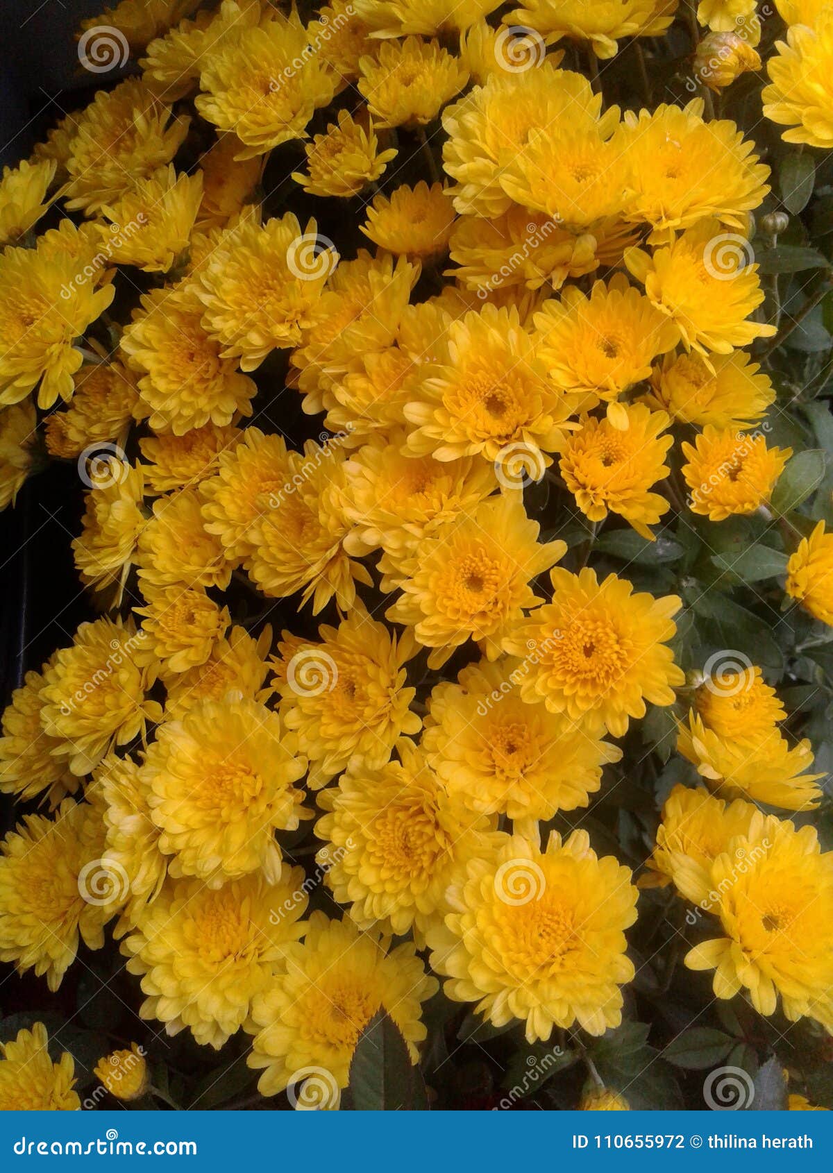 Kapuru stock photo. Image of kapuru, flowers, plant - 110655972