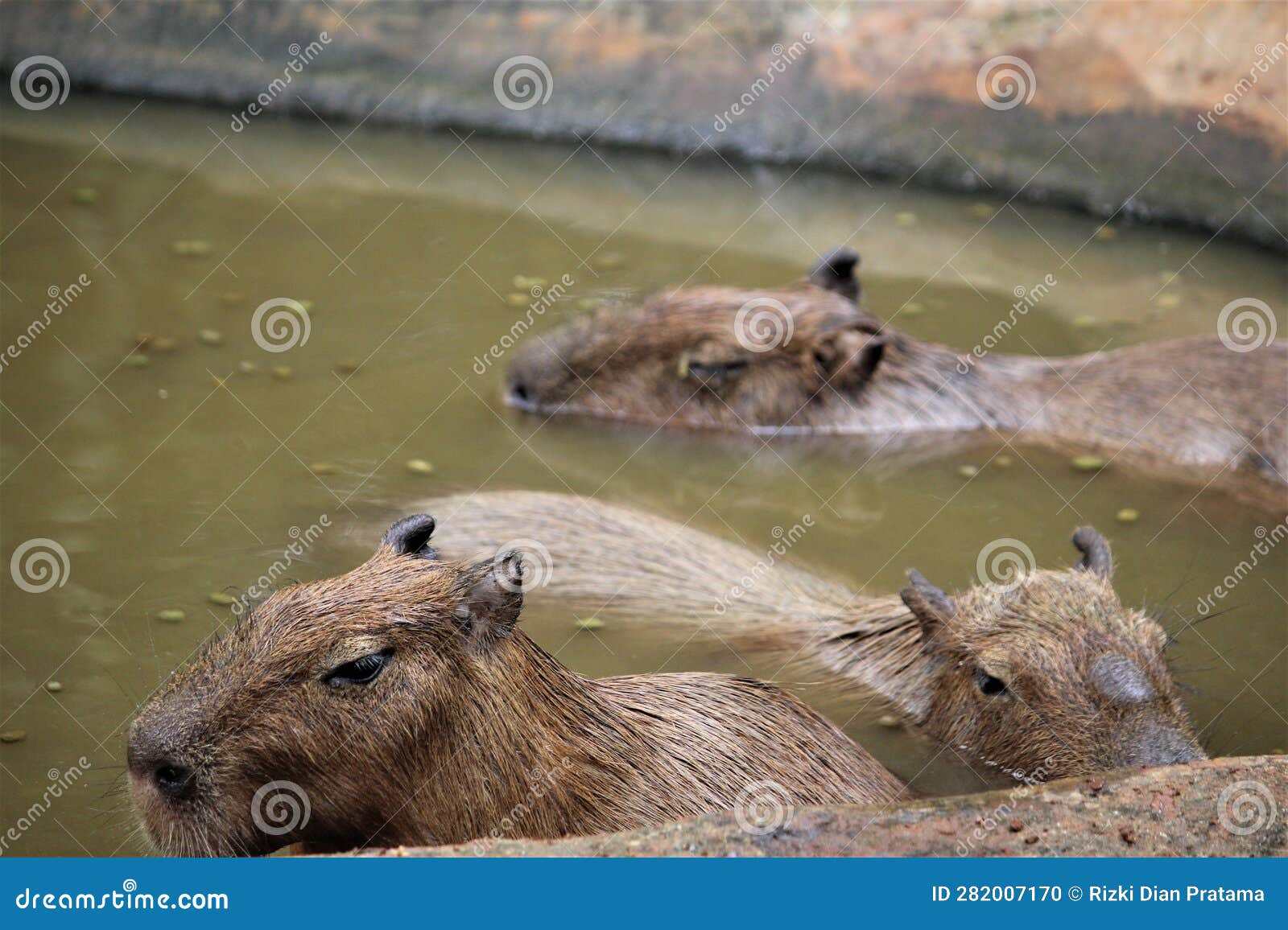 Kapybara i djurparken arkivfoto. Bild av fauna, roligt - 282007170