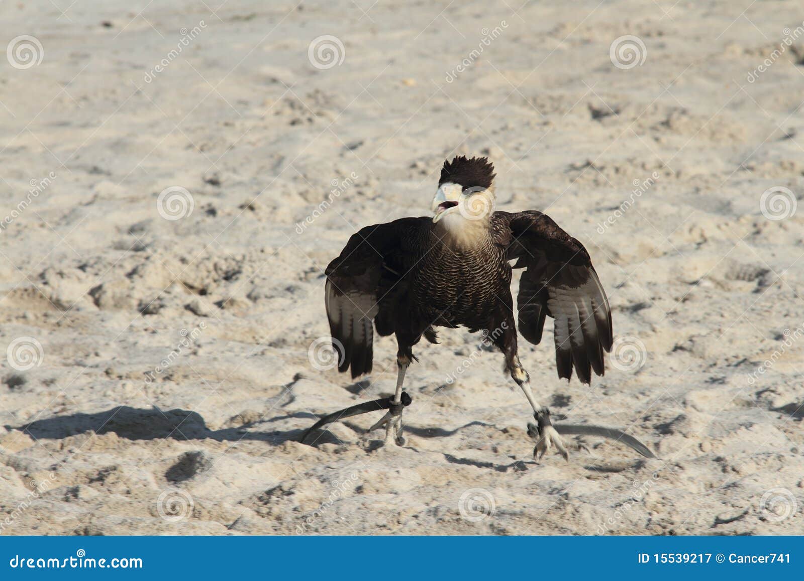 Kara kara stock image. Image of bird, isolated, shot - 15539217