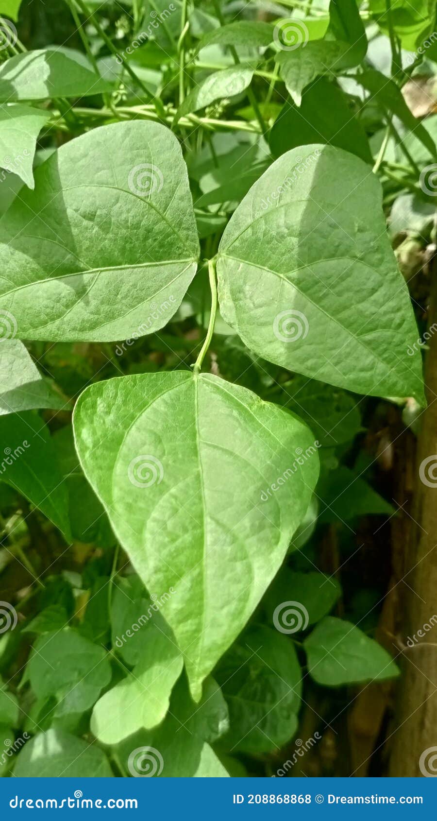 Kara leaves stock photo. Image of tree, indonesia, green - 208868868