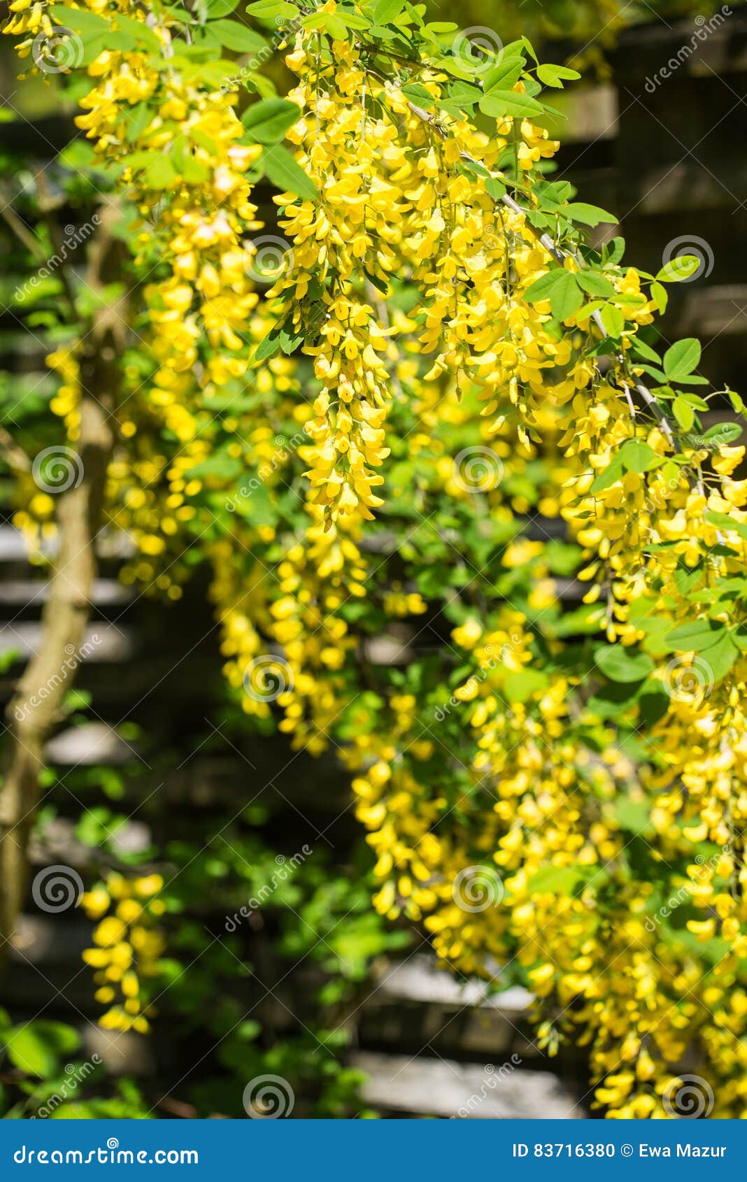 Karagan arborescens zdjęcie stock. Obraz złożonej z pogodny - 83716380