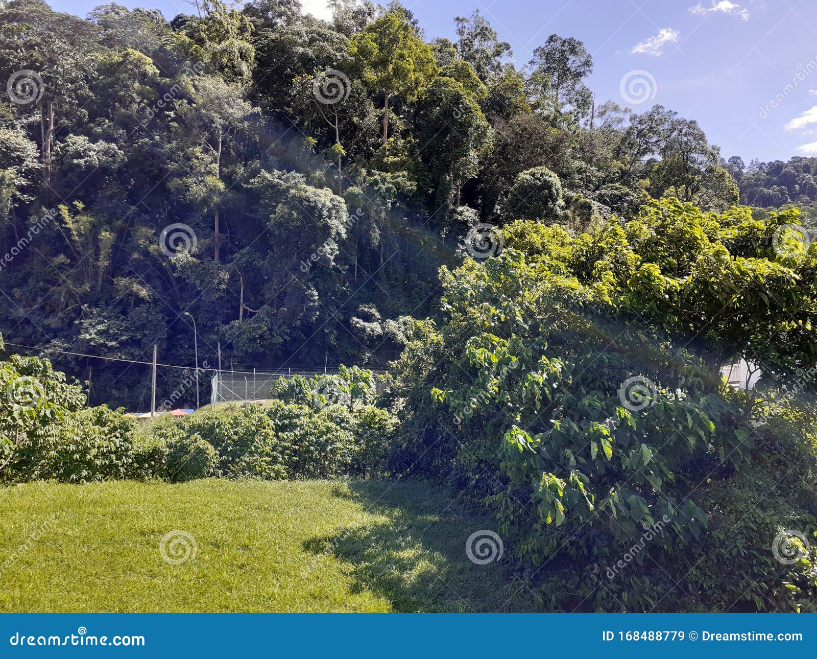 Karak Forest stock image. Image of forest, natural, fauna - 168488779