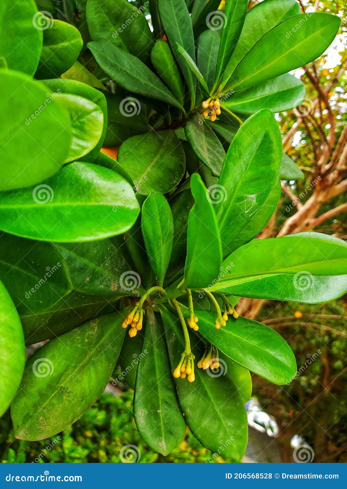 Karaka Nut this Tree Has Green Leaves Stock Photo - Image of leaves ...