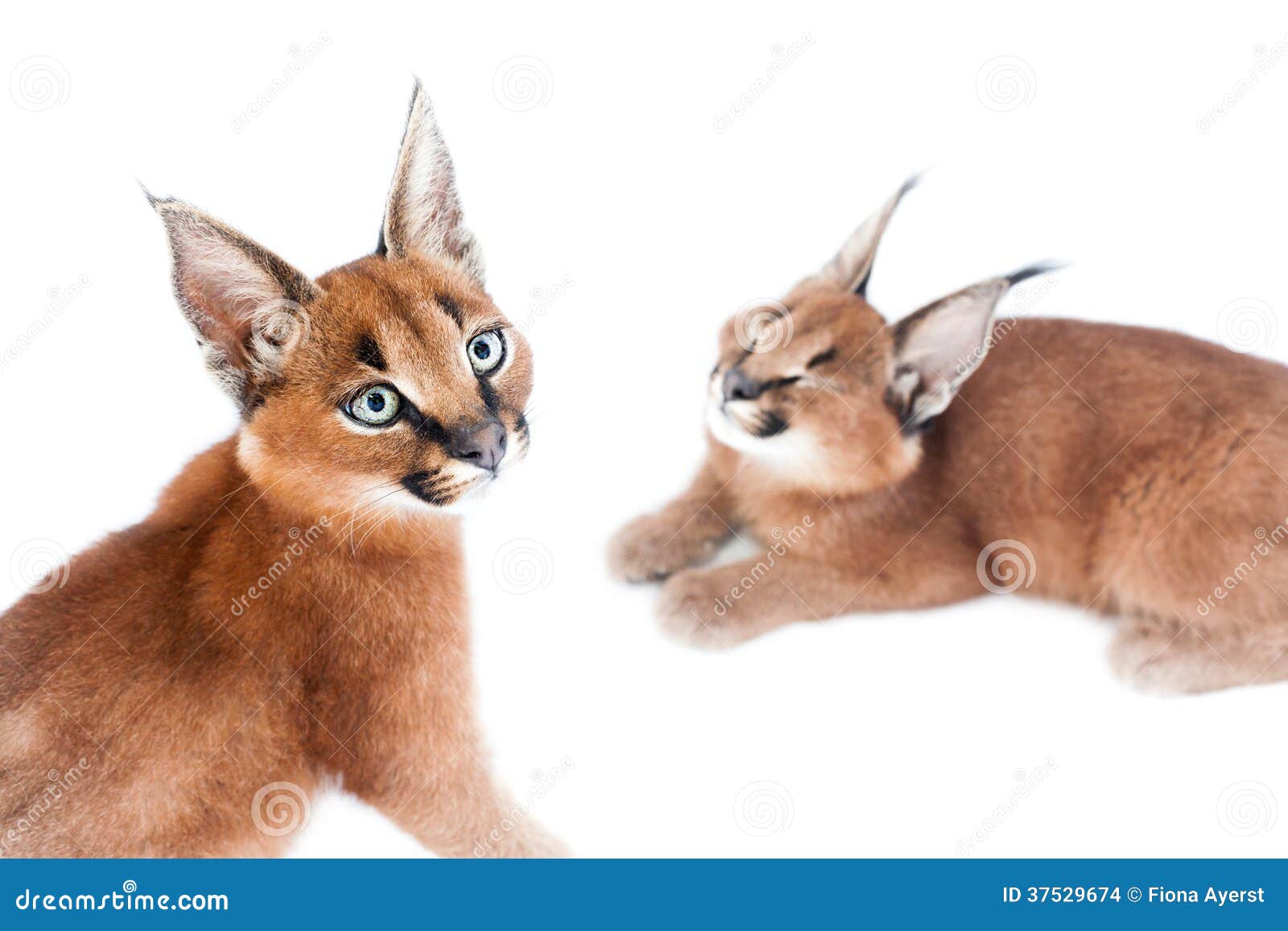 Karakali potomstw koty zdjęcie stock. Obraz złożonej z rysie - 37529674