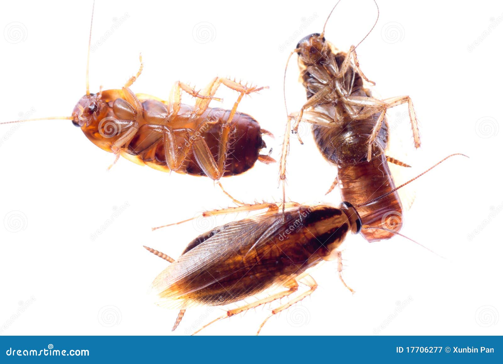 Karakan obraz stock. Obraz złożonej z grainer, zdrowy - 17706277