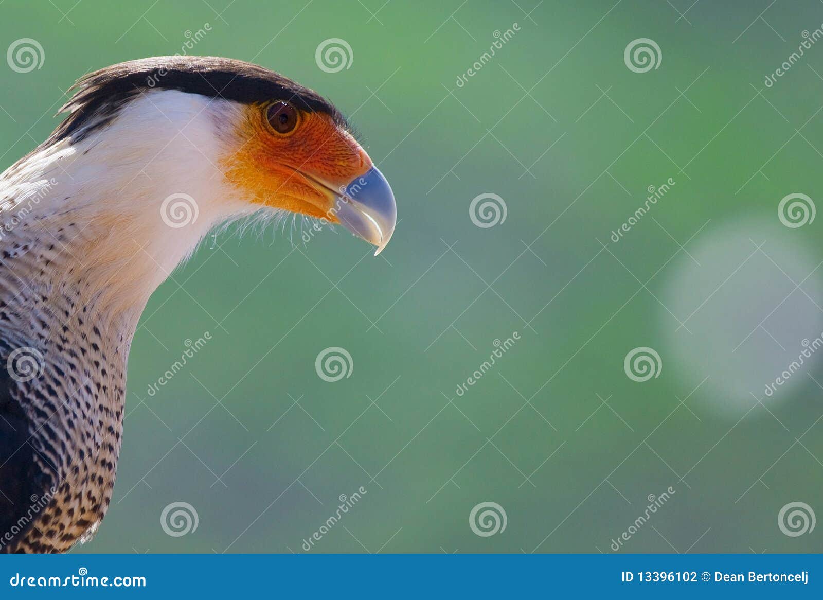 Karakara Bird Stock Photos - Free & Royalty-Free Stock Photos from ...