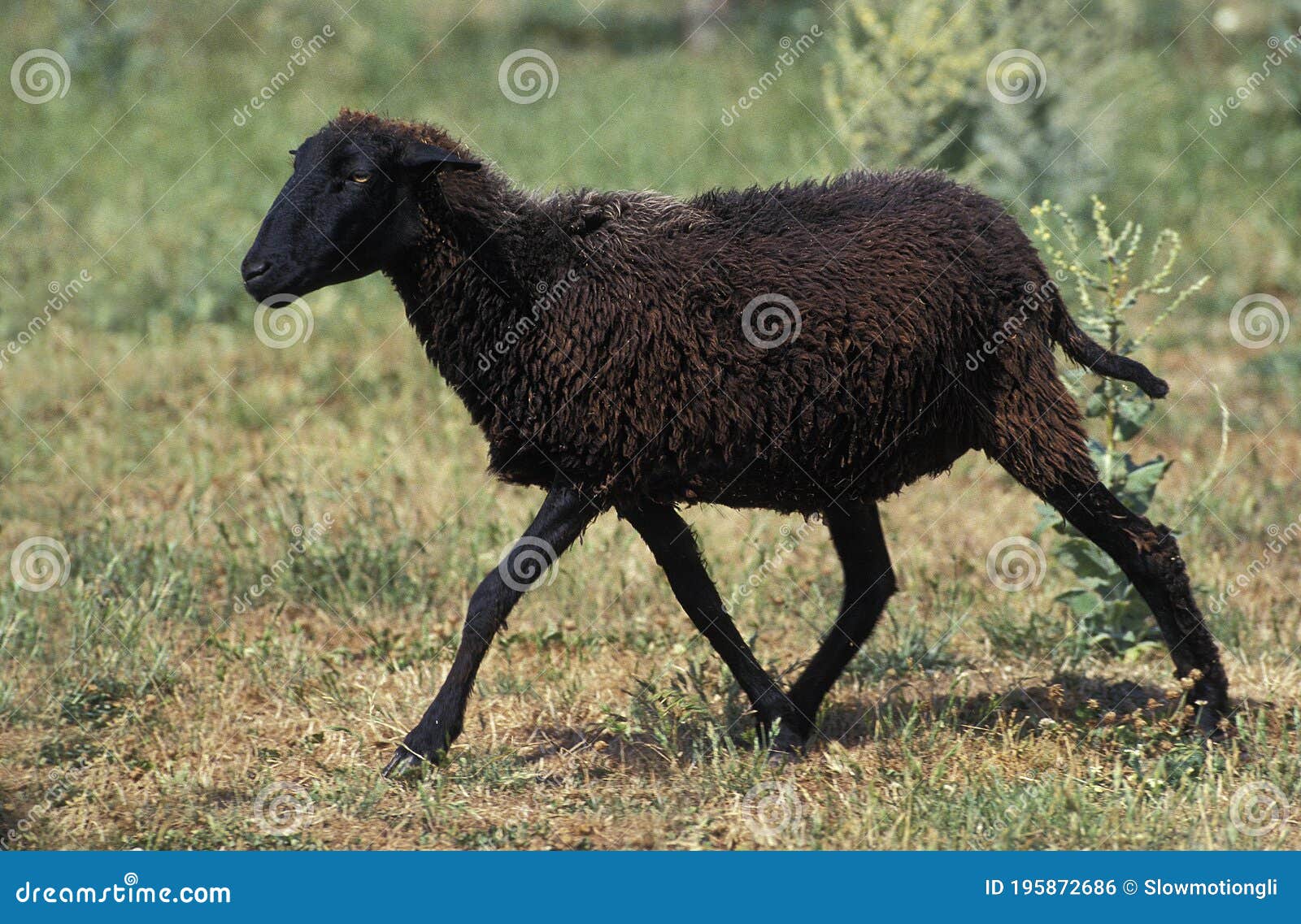 Karakul Sheep, Breed Producing Astrakhan Stock Photo - Image of breed ...