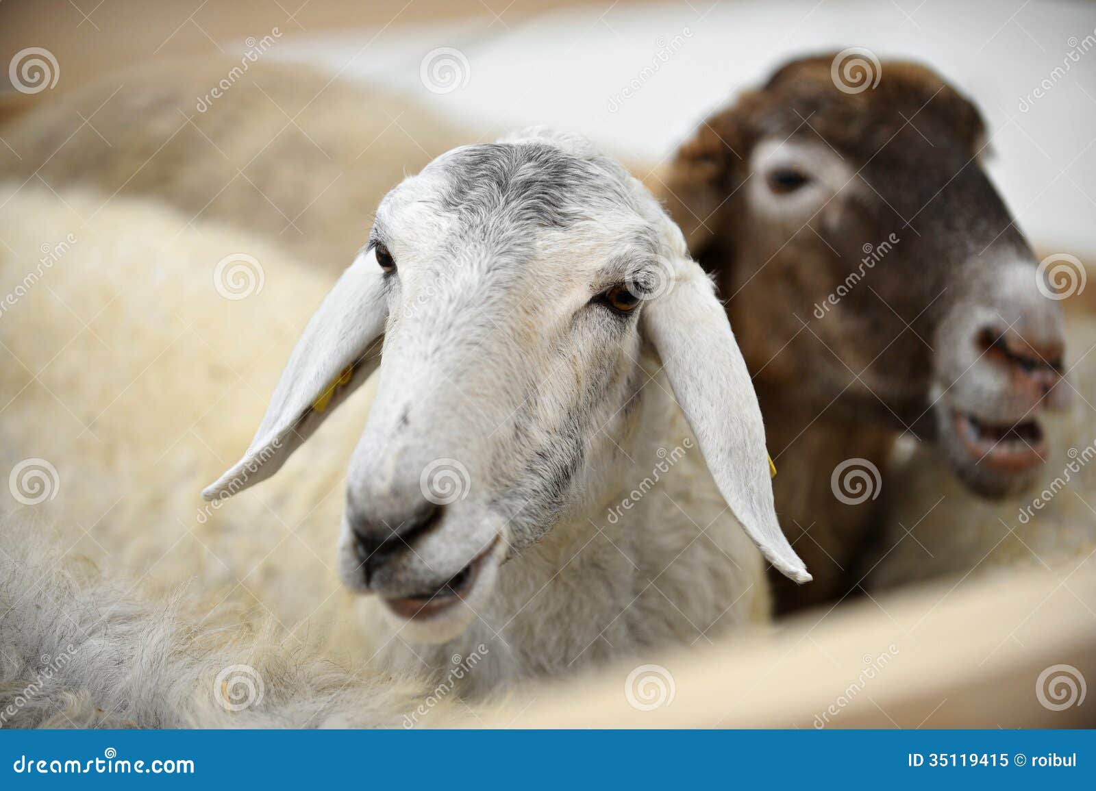 Karakul Sheeps in a Farm stock image. Image of stare - 35119415