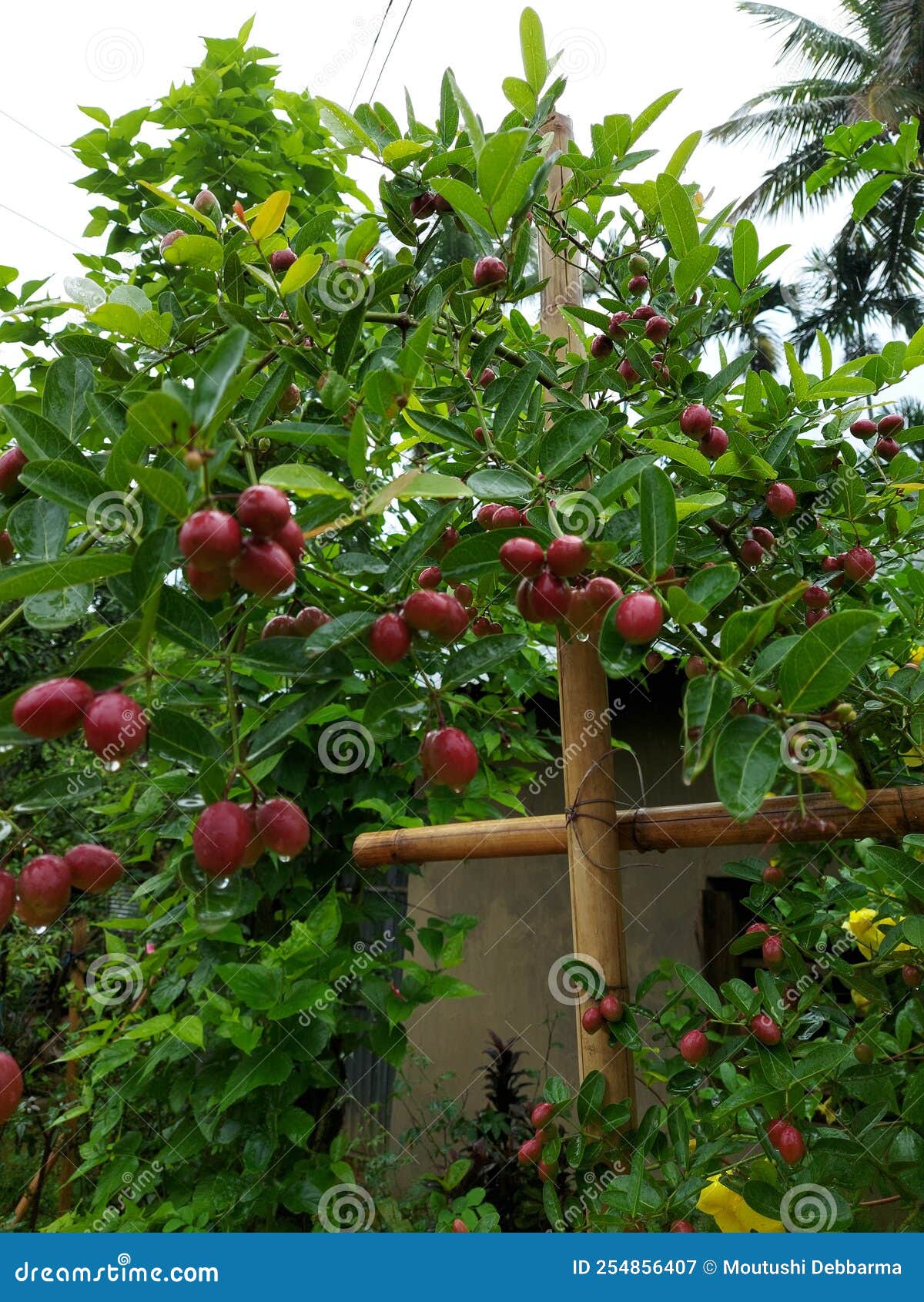 Karamcha Fruit ðŸ˜‹ Some Kind of Berry Stock Image - Image of produce ...