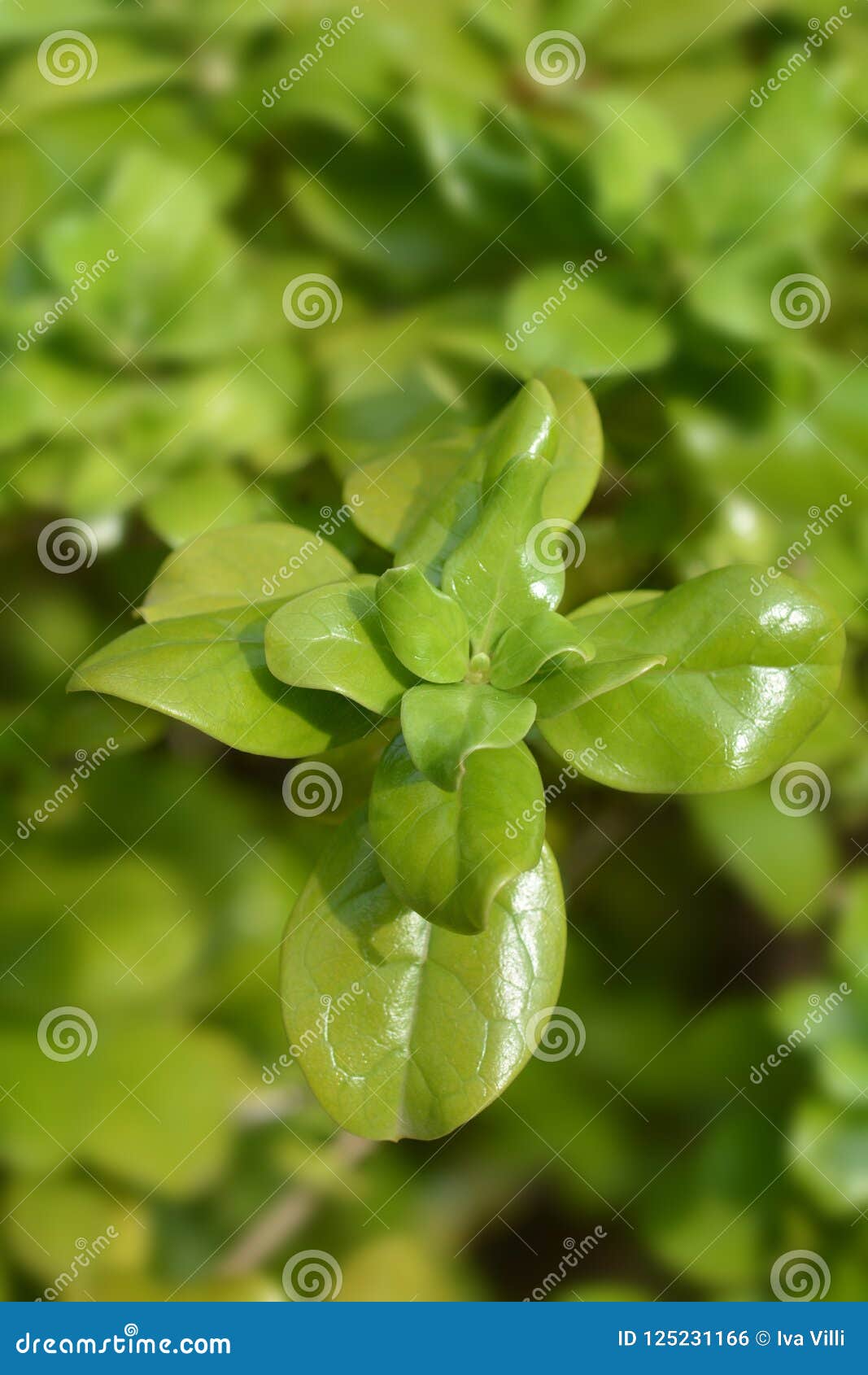 Karamu stock photo. Image of green, close, nature, outdoors - 125231166