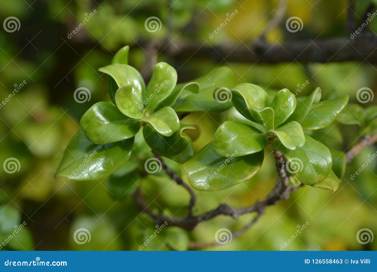 Karamu stock image. Image of botany, leaf, summer, close - 126558463