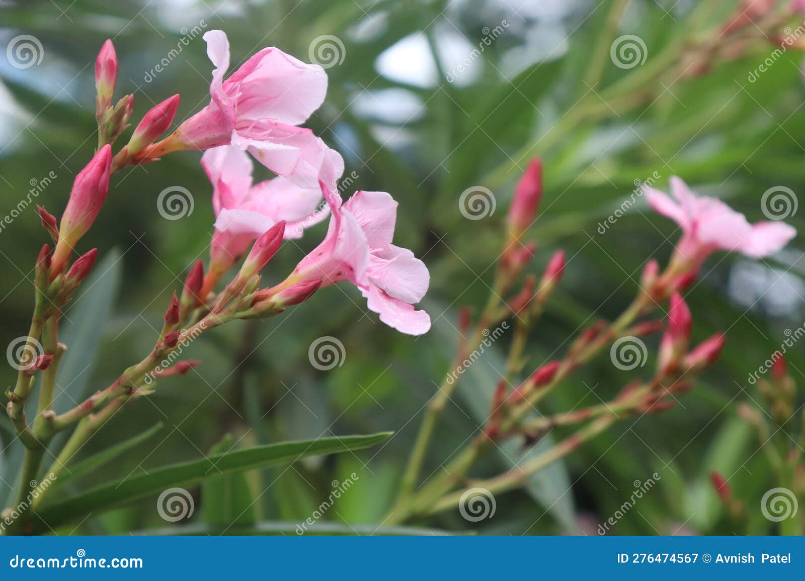 KARAN FLOWER Royalty-Free Stock Photography | CartoonDealer.com #276474557