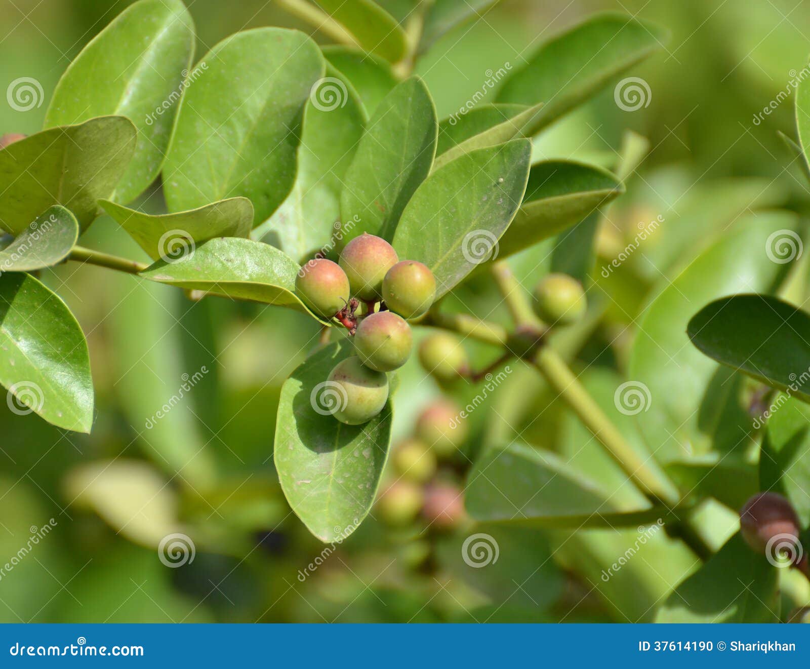 Karanda (Carissa Carandas) Berries and Leaves Stock Photo - Image of ...