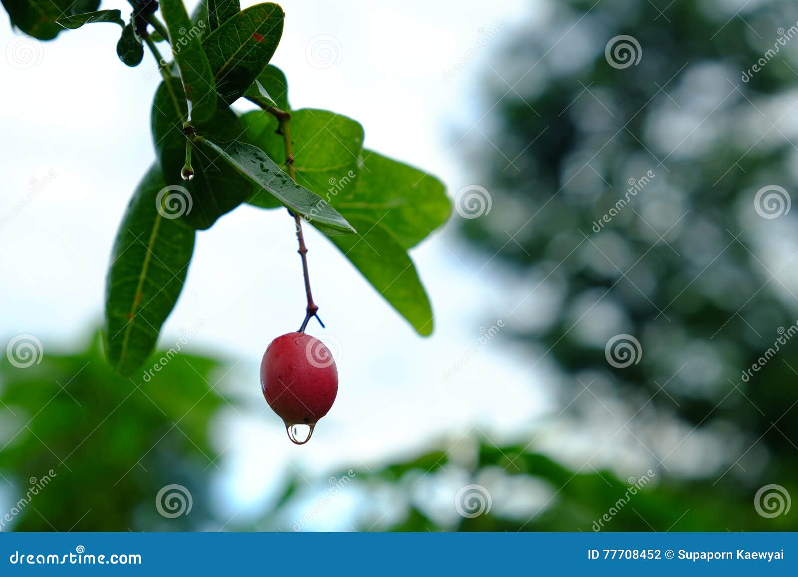 Karanda or Carunda, Fruit or Herbs on Tree with Rain Drop Stock Photo ...