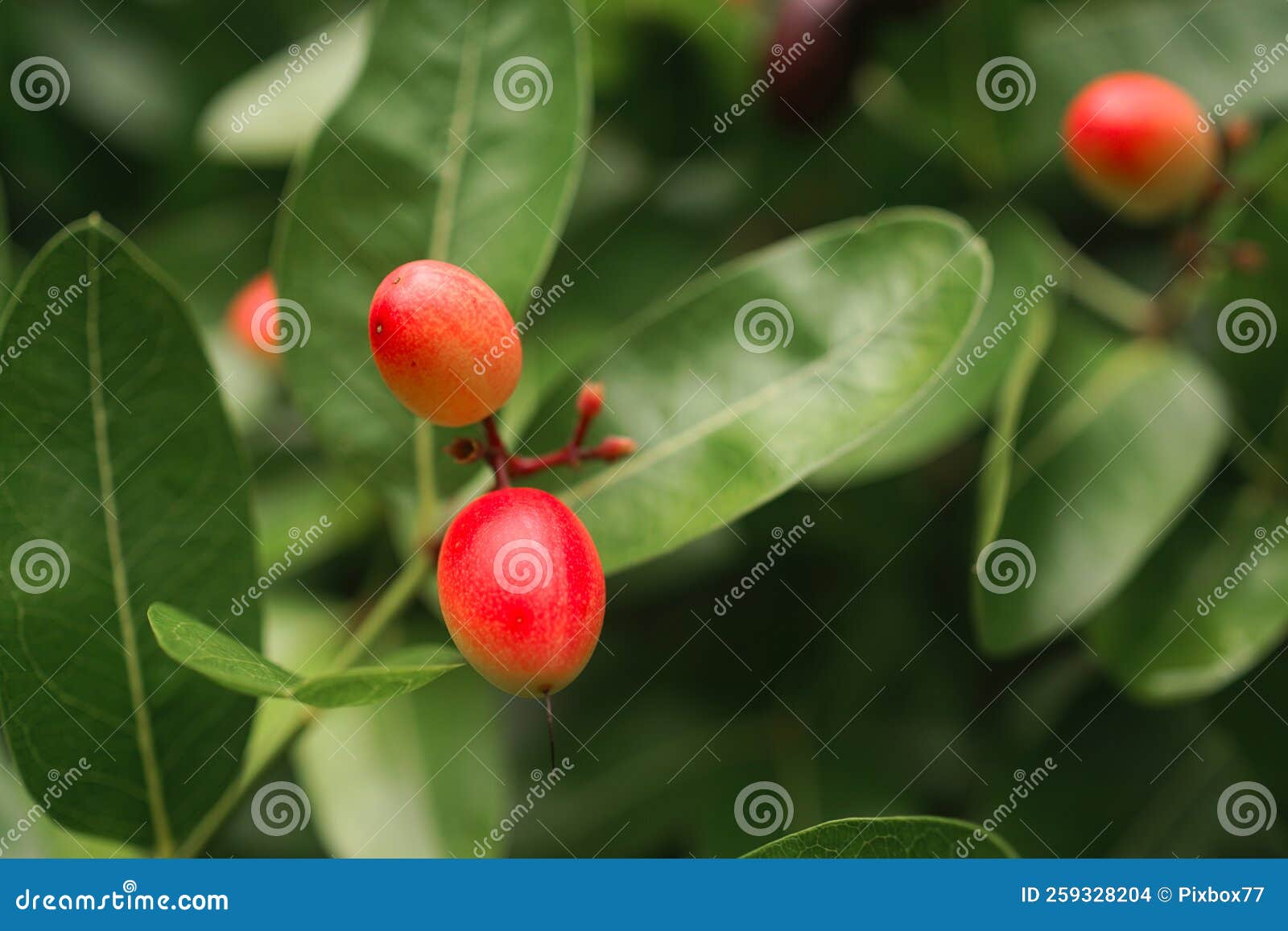 Karanda Fruit Blossom on Tree Stock Photo - Image of asia, fruits ...
