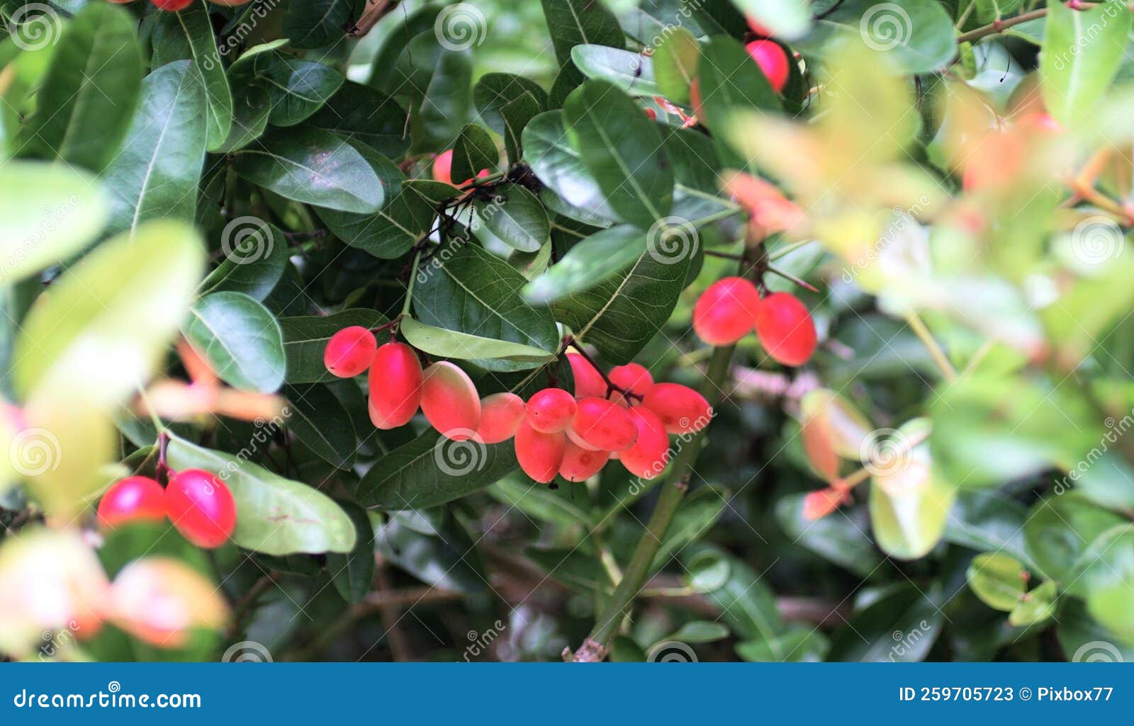 Karanda Fruit Blossom on Tree Stock Image - Image of agriculture ...