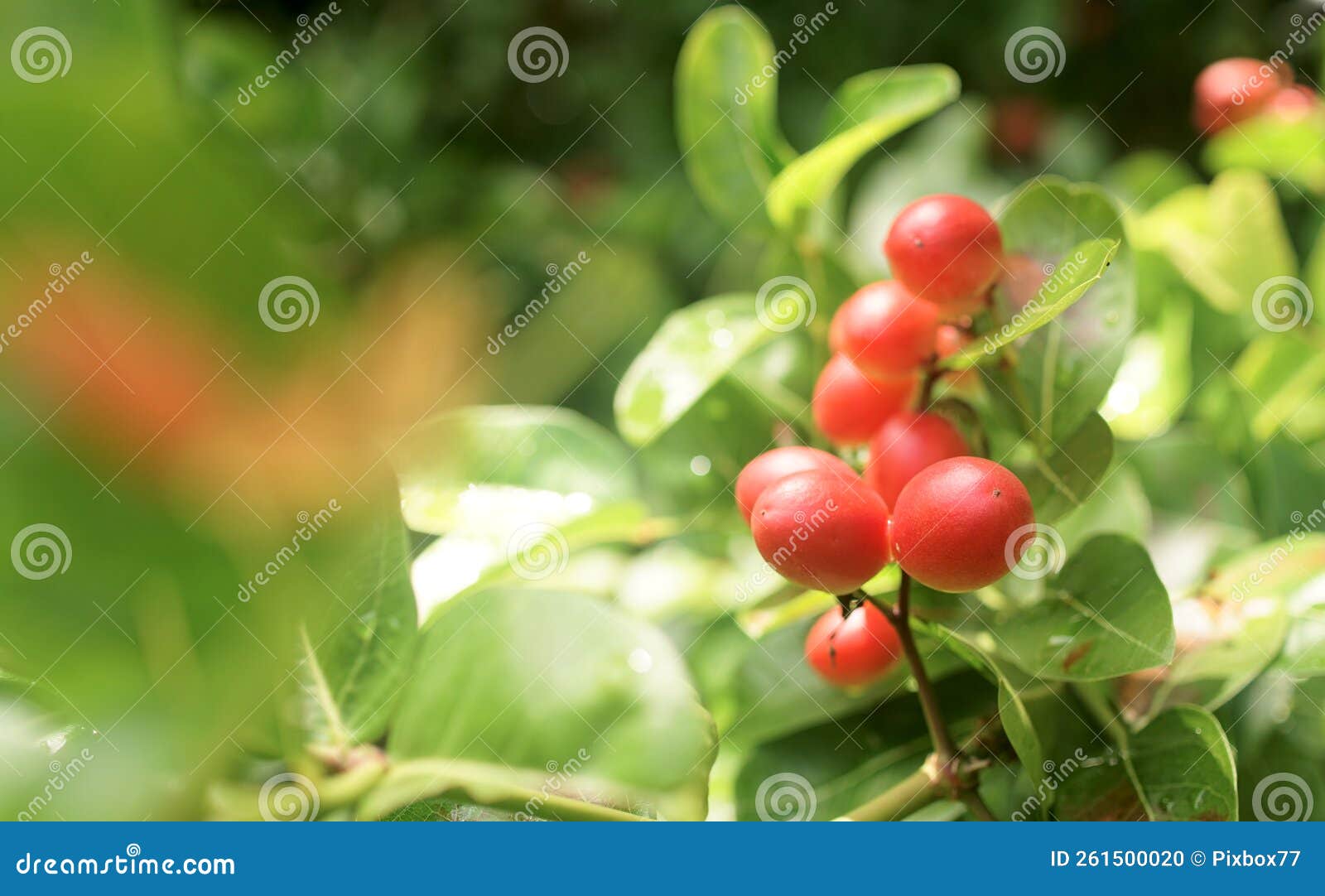 Karanda Fruit Blossom on Tree Stock Photo - Image of branch ...