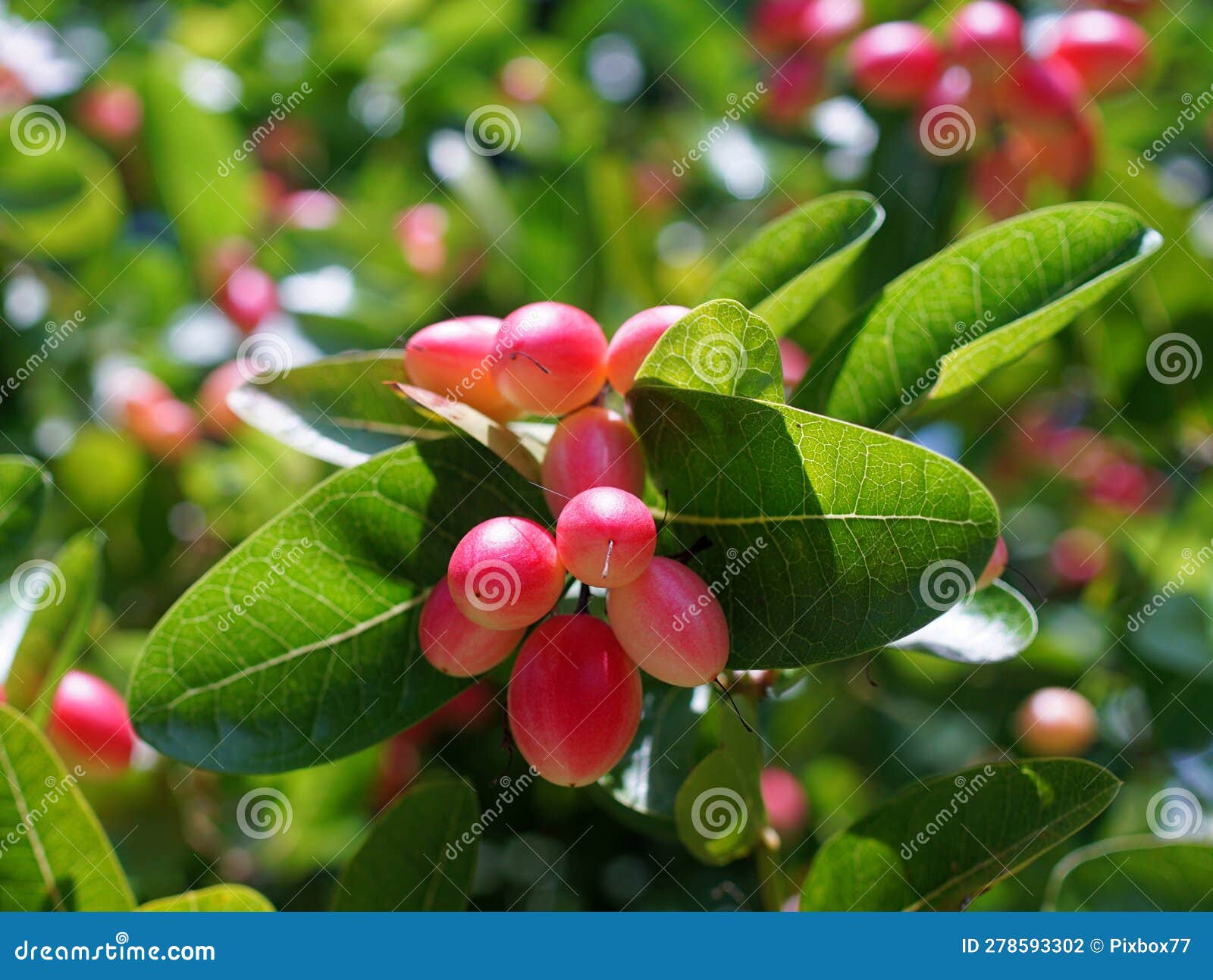 Karanda Fruit Blossom on Tree Stock Photo - Image of bengalcurrants ...