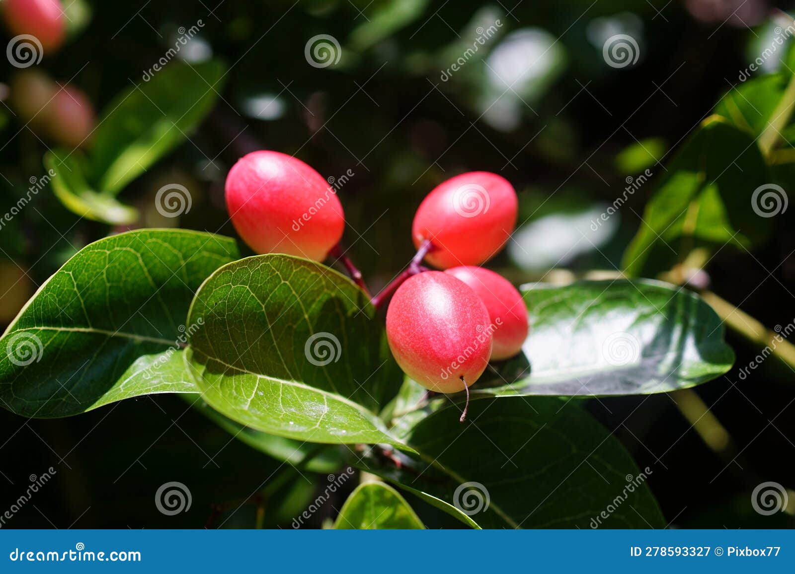 Karanda Fruit Blossom on Tree Stock Image - Image of growth, exotic ...