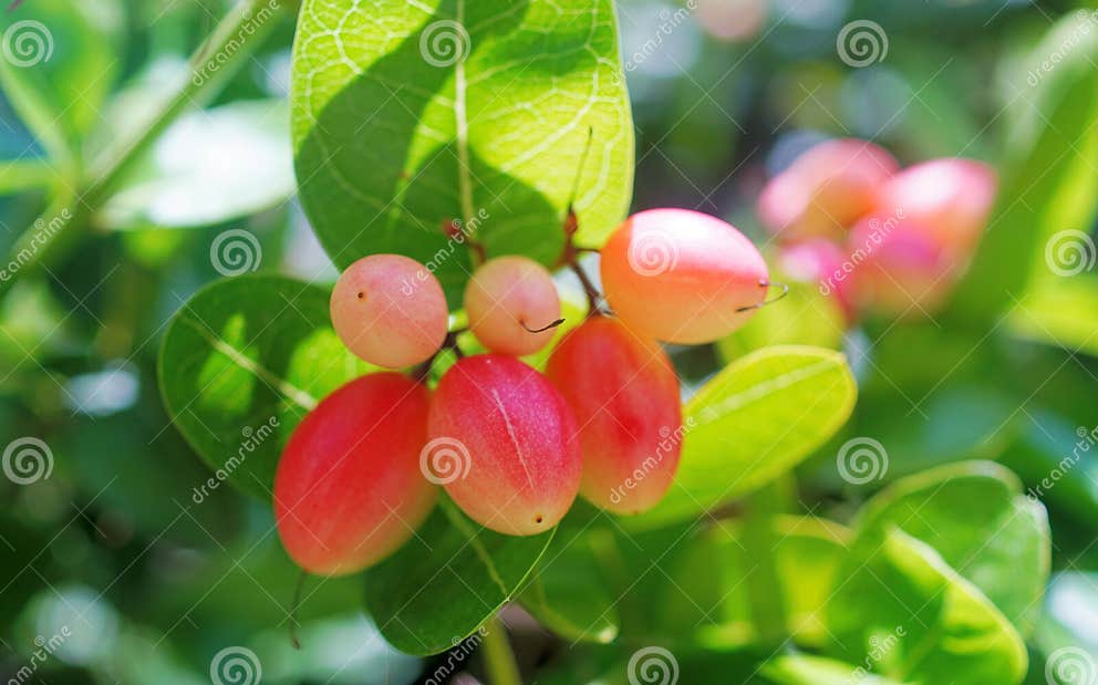 Karanda Fruit Blossom on Tree Stock Image - Image of citrus, plant ...