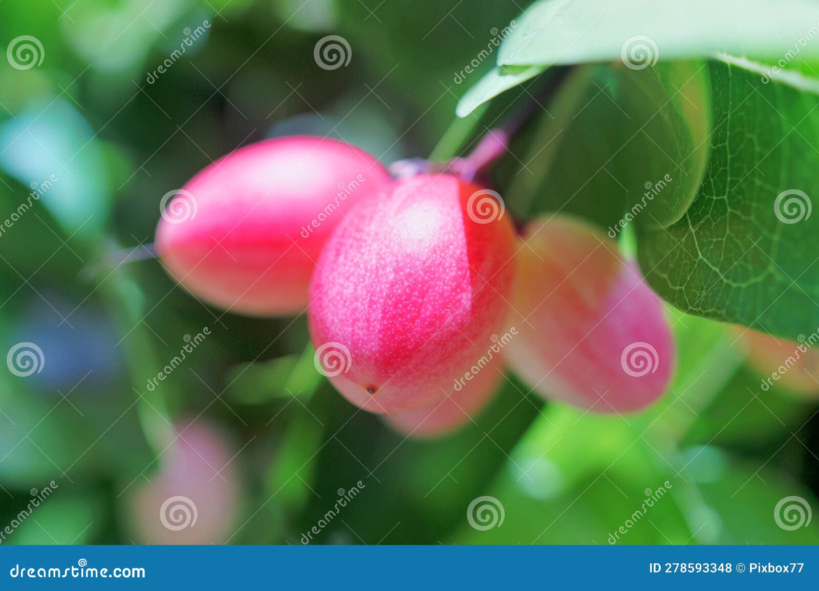 Karanda Fruit Blossom on Tree Stock Photo - Image of plant, herb: 278593348