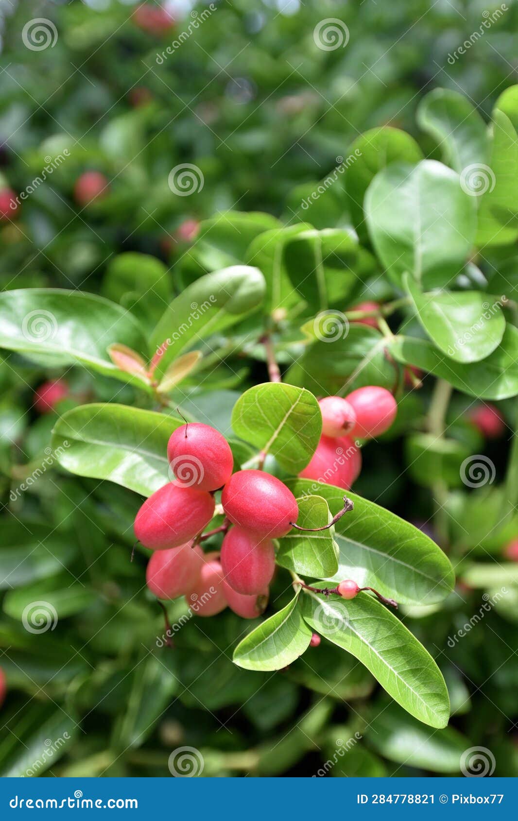 Karanda Fruit Blossom on Tree, Carissa Carandas Linn Stock Image ...