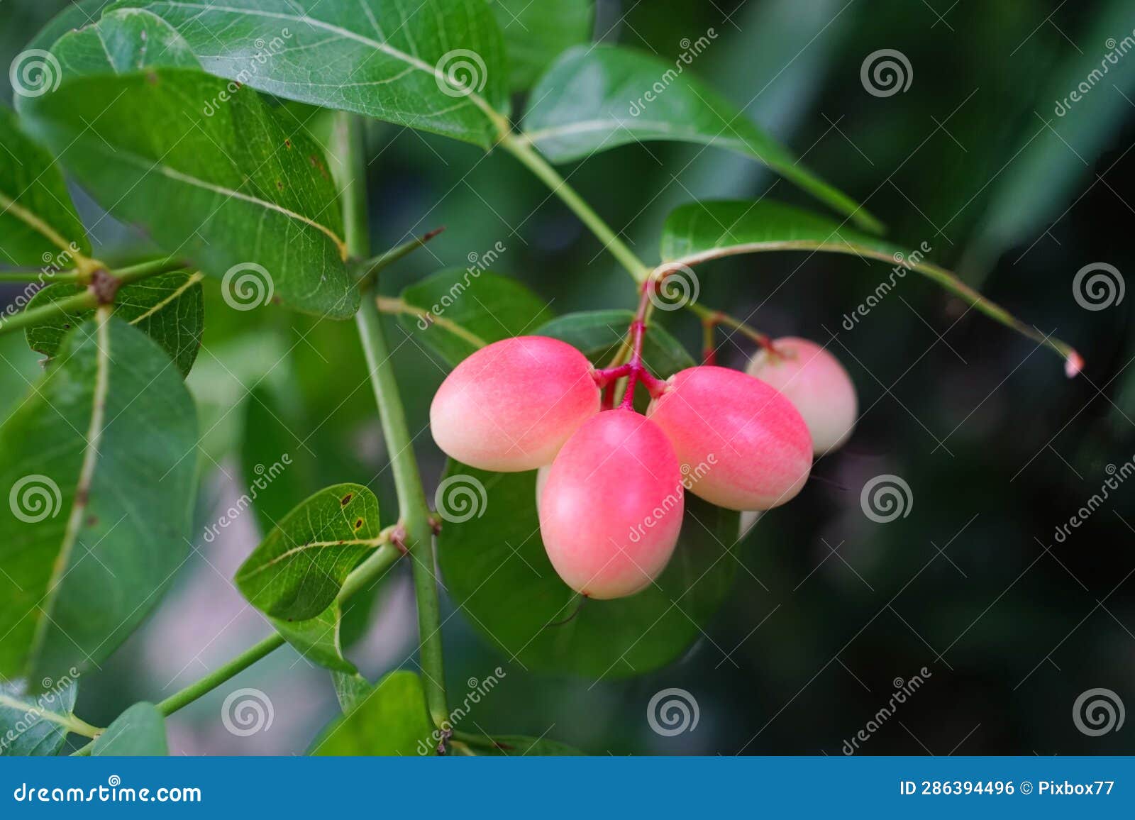 Karanda Fruit Blossom on Tree, Carissa Carandas Linn Stock Photo ...