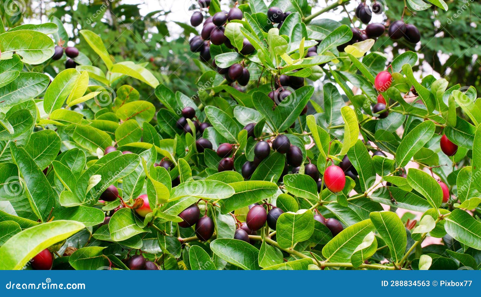 Karanda Fruit Blossom on Tree, Herbal Food Stock Image - Image of ...