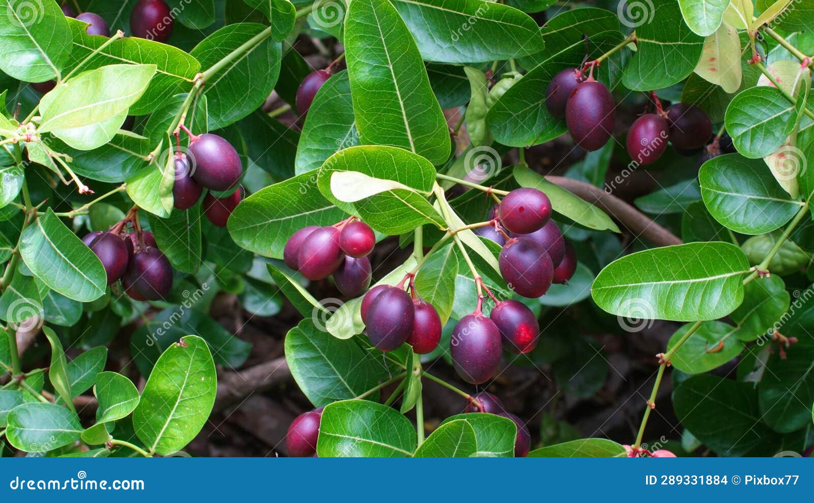 Karanda Fruit Blossom on Tree, Herbal Food Stock Photo - Image of ...