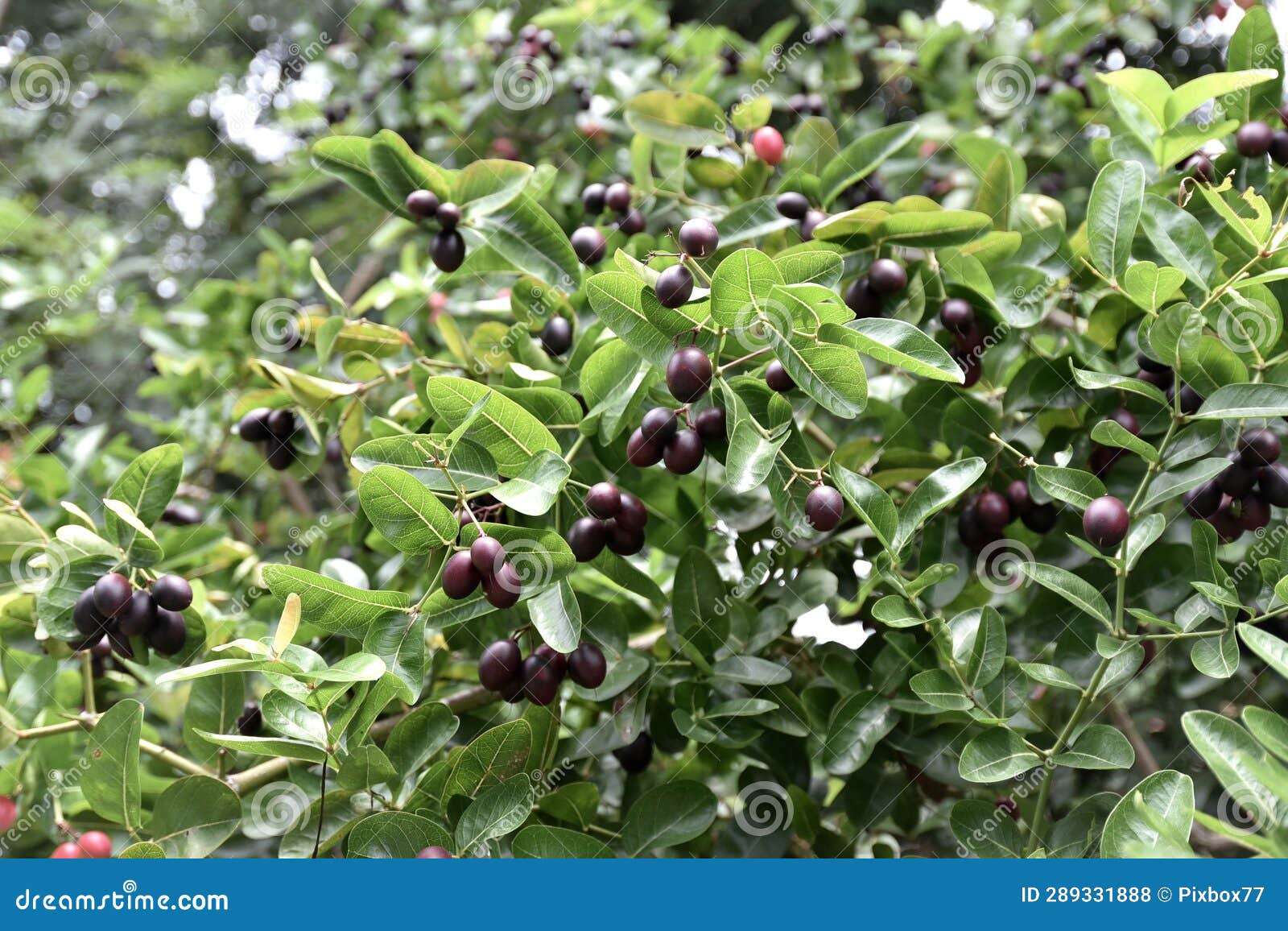 Karanda Fruit Blossom on Tree, Herbal Food Stock Photo - Image of ...