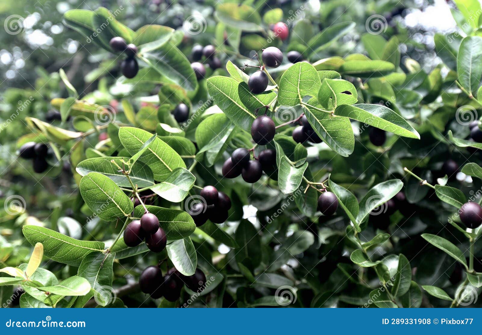 Karanda Fruit Blossom on Tree, Herbal Food Stock Photo - Image of ...