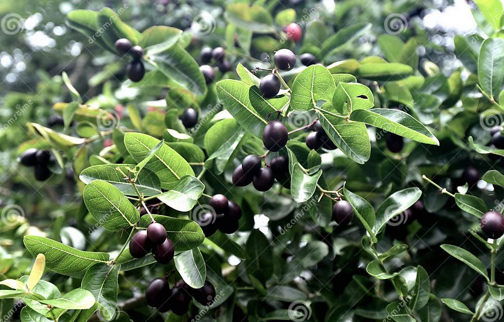 Karanda Fruit Blossom on Tree, Herbal Food Stock Photo - Image of ...