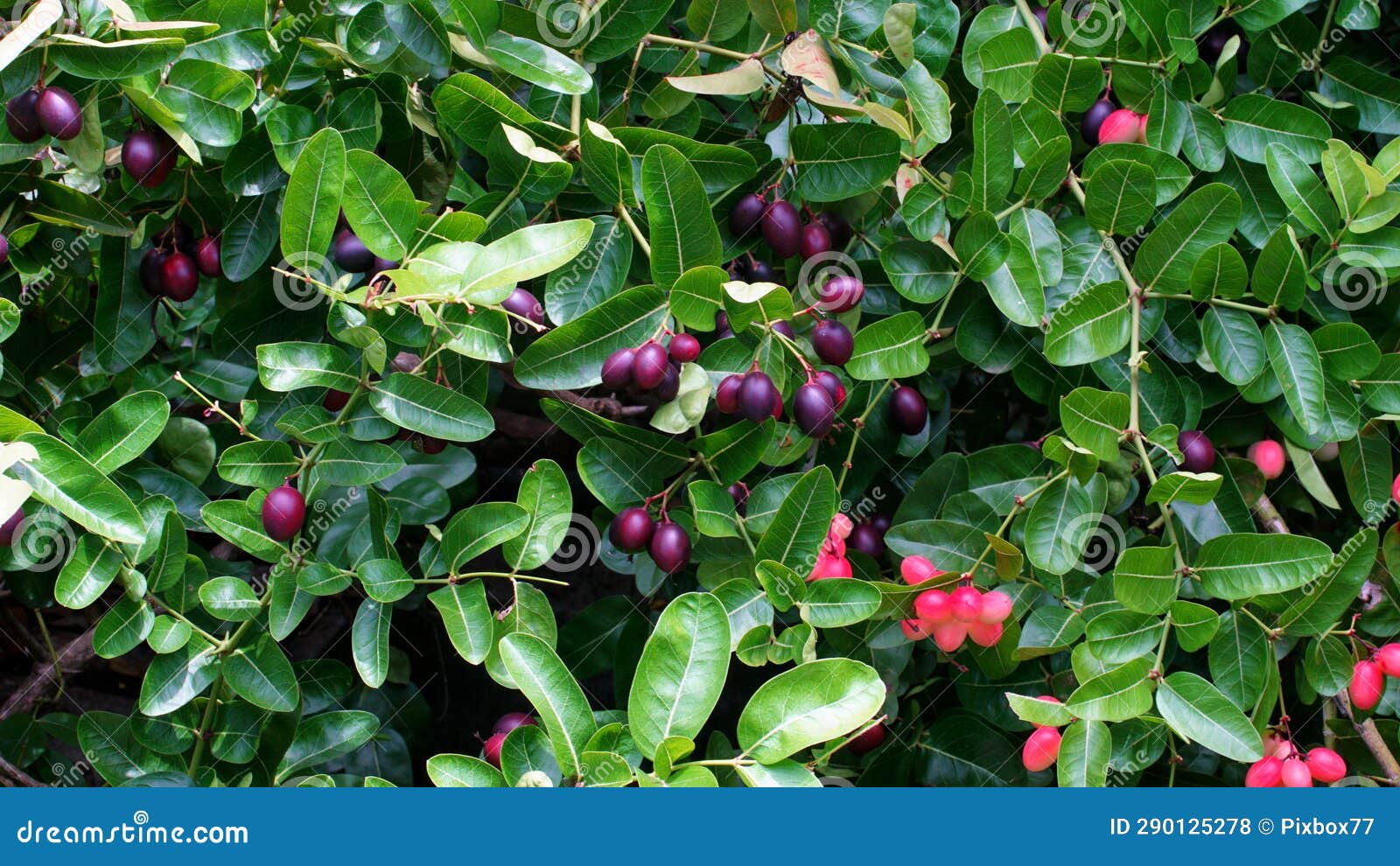 Karanda Fruit Blossom on Tree, Herbal Food Stock Photo - Image of ...