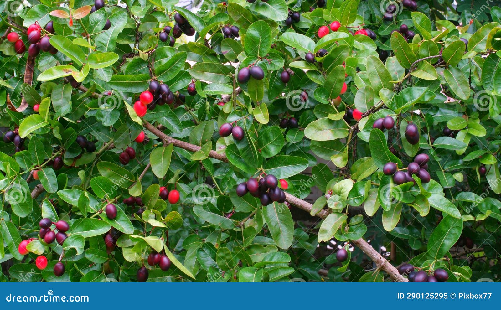 Karanda Fruit Blossom on Tree, Herbal Food Stock Image - Image of ...