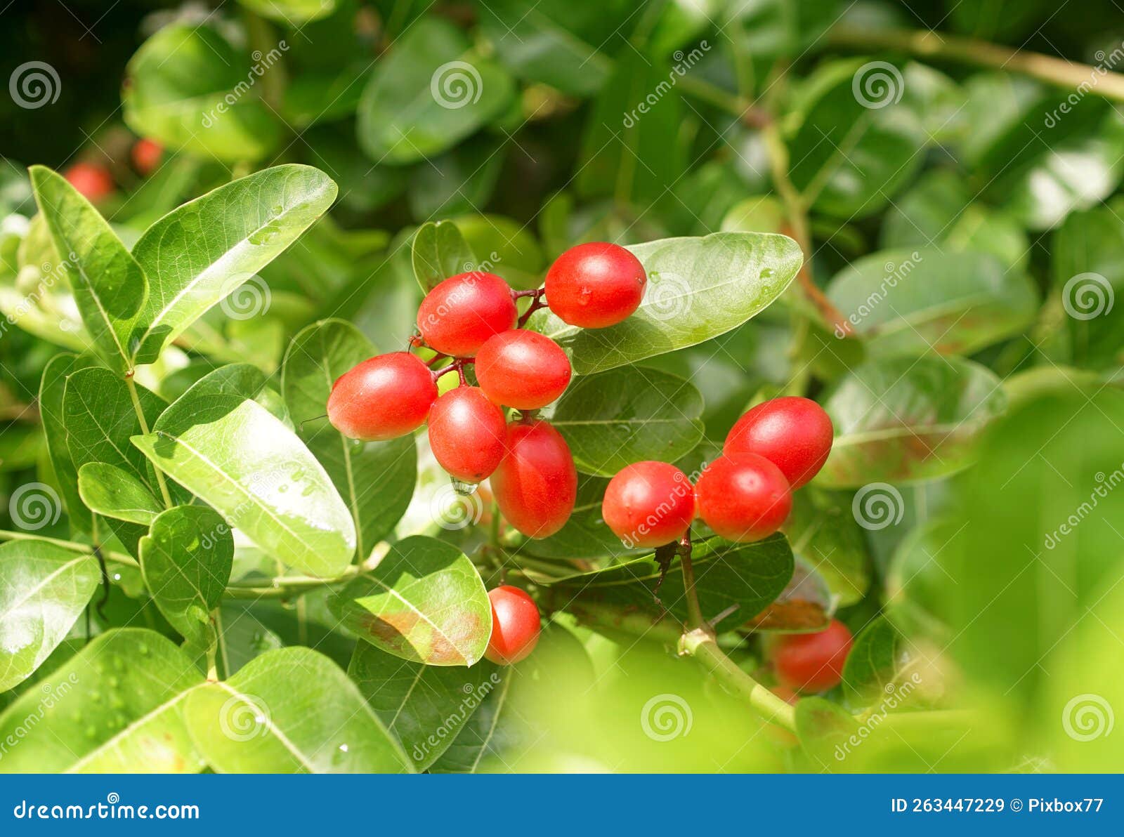 Karanda Fruit Blossom on Tree, Tropical Fruit Stock Image - Image of ...