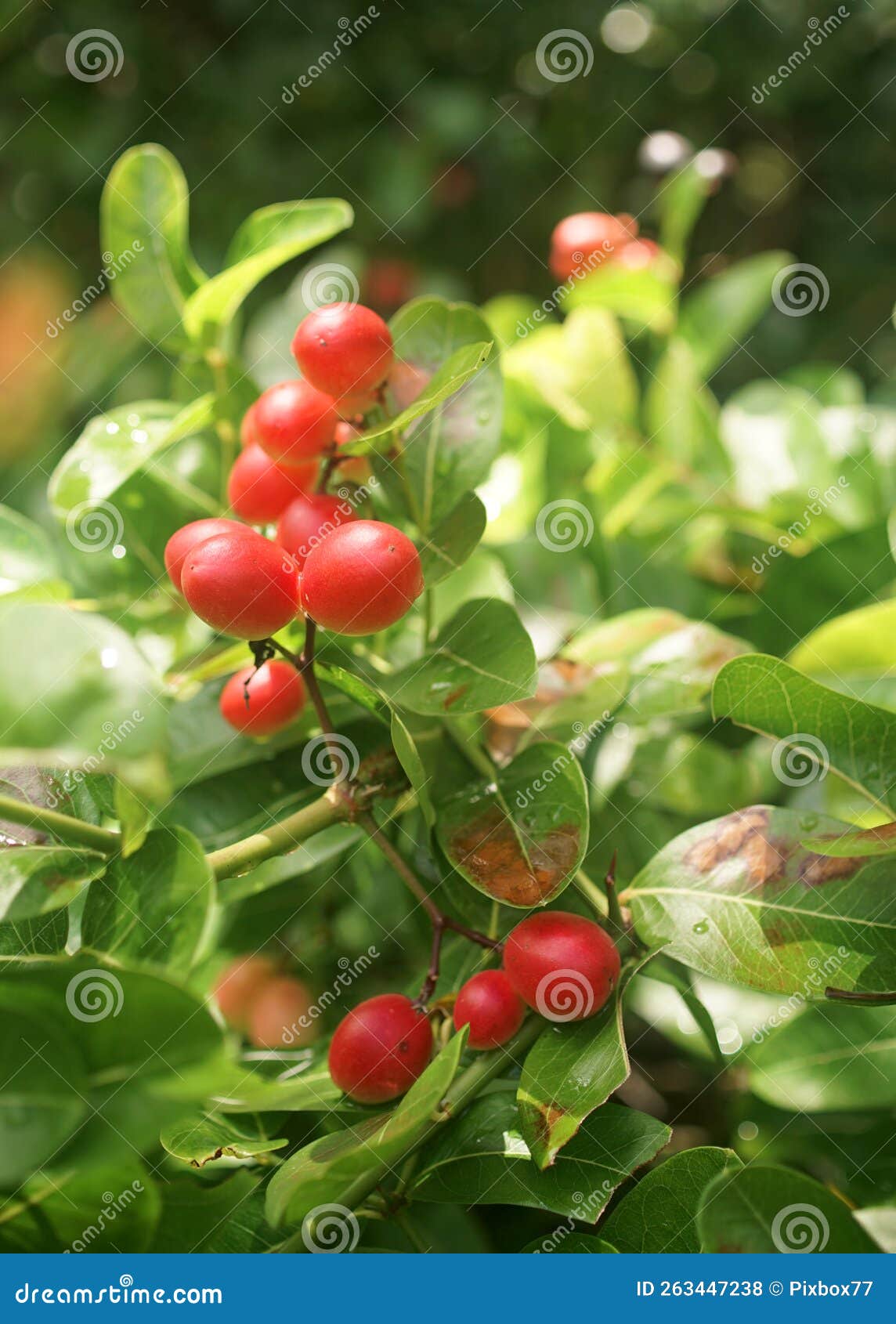 Karanda Fruit Blossom on Tree, Tropical Fruit Stock Photo - Image of ...