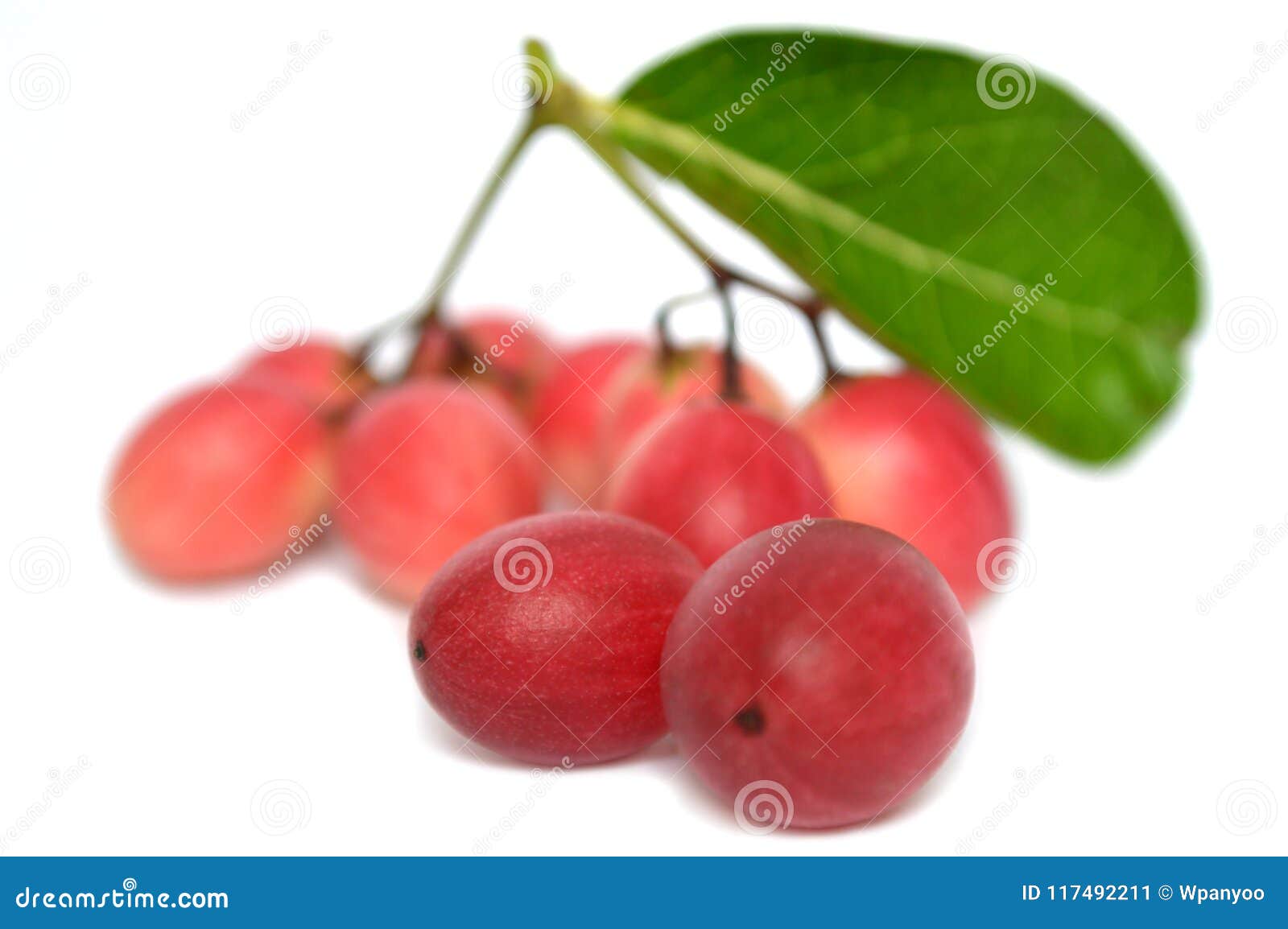 Karanda Fruit, Carissa Carandas Stock Image - Image of asian, plant ...